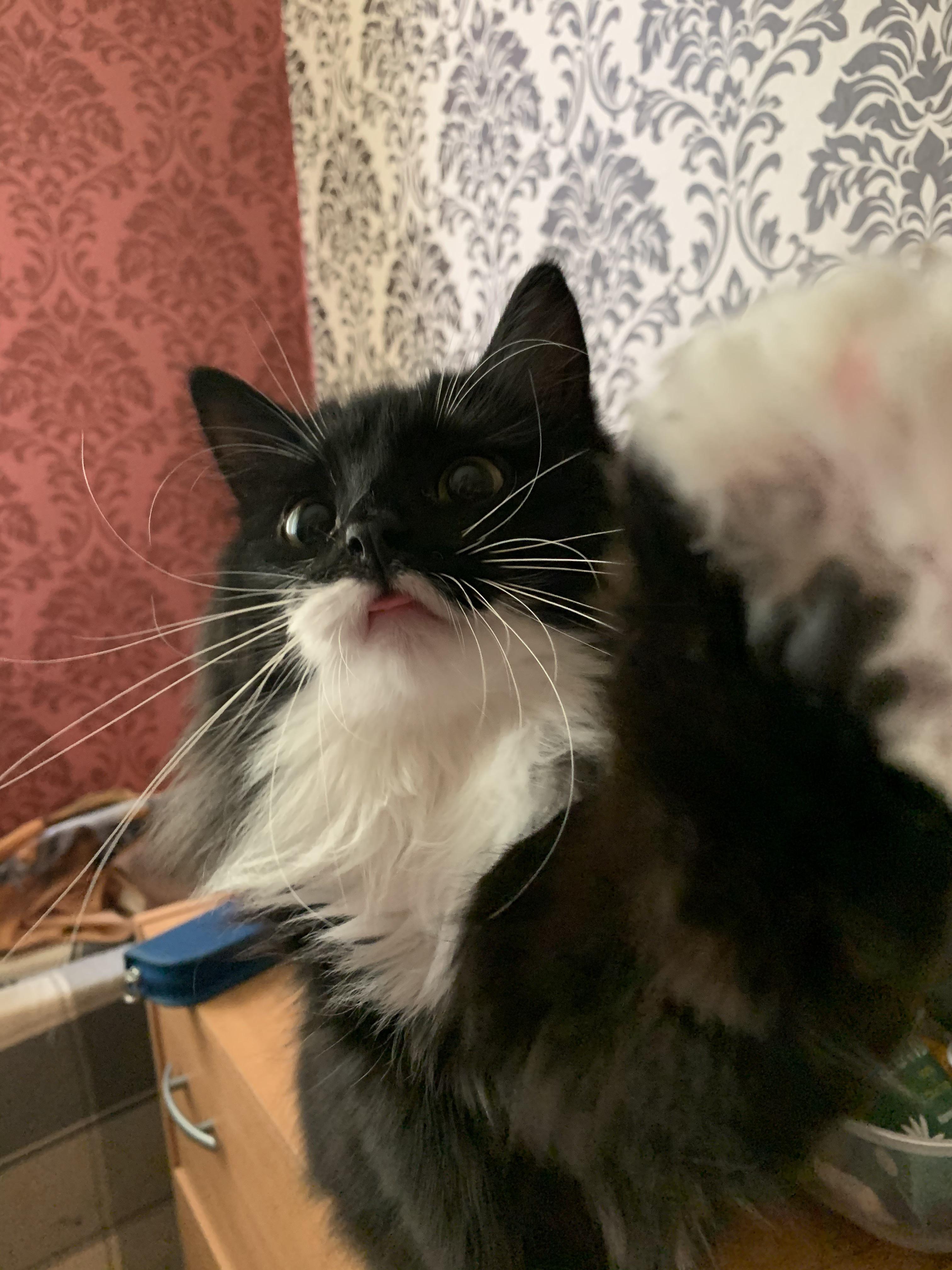 Mid catch blep | Scrolller