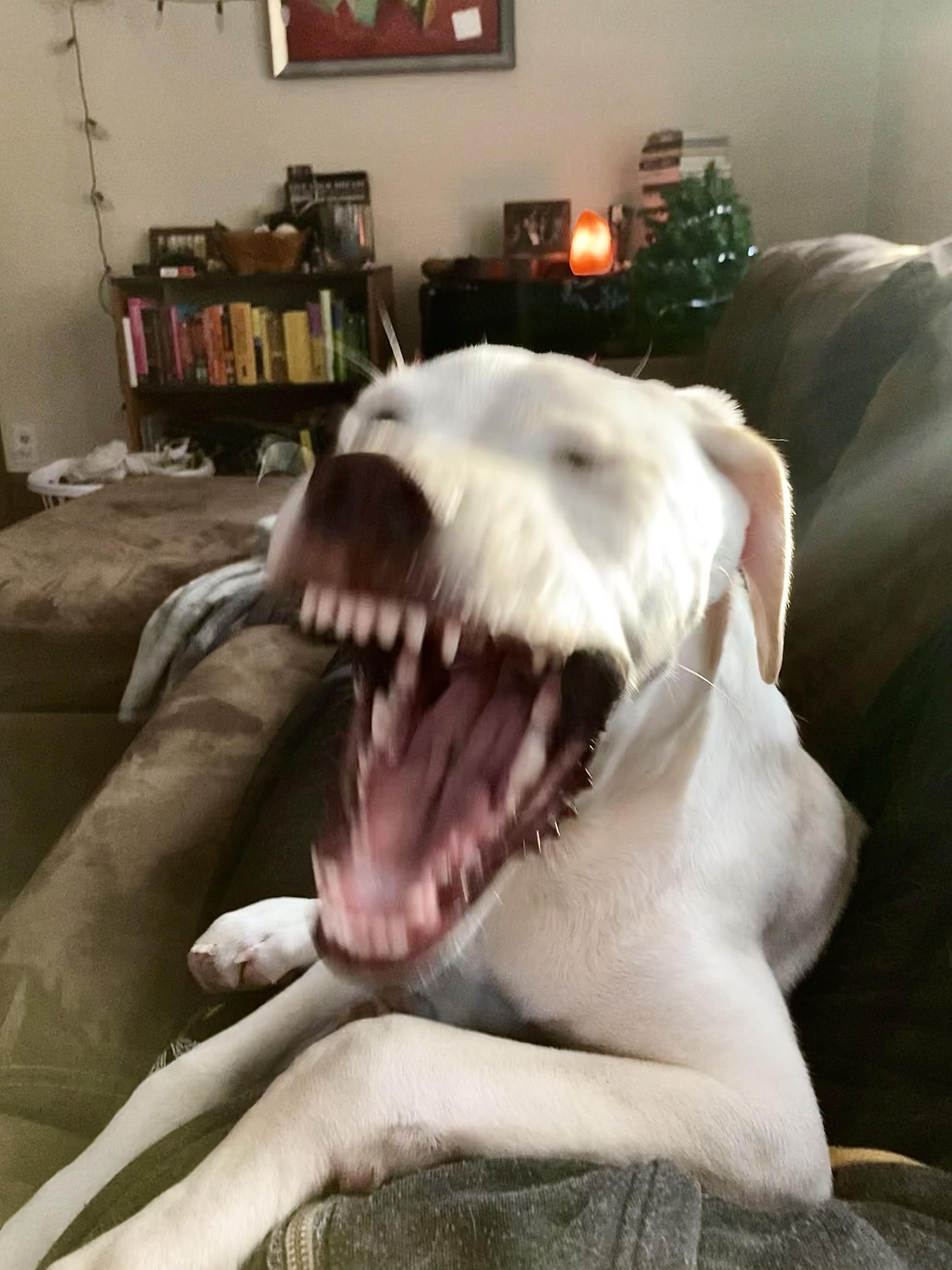 Mid-yawn monster | Scrolller