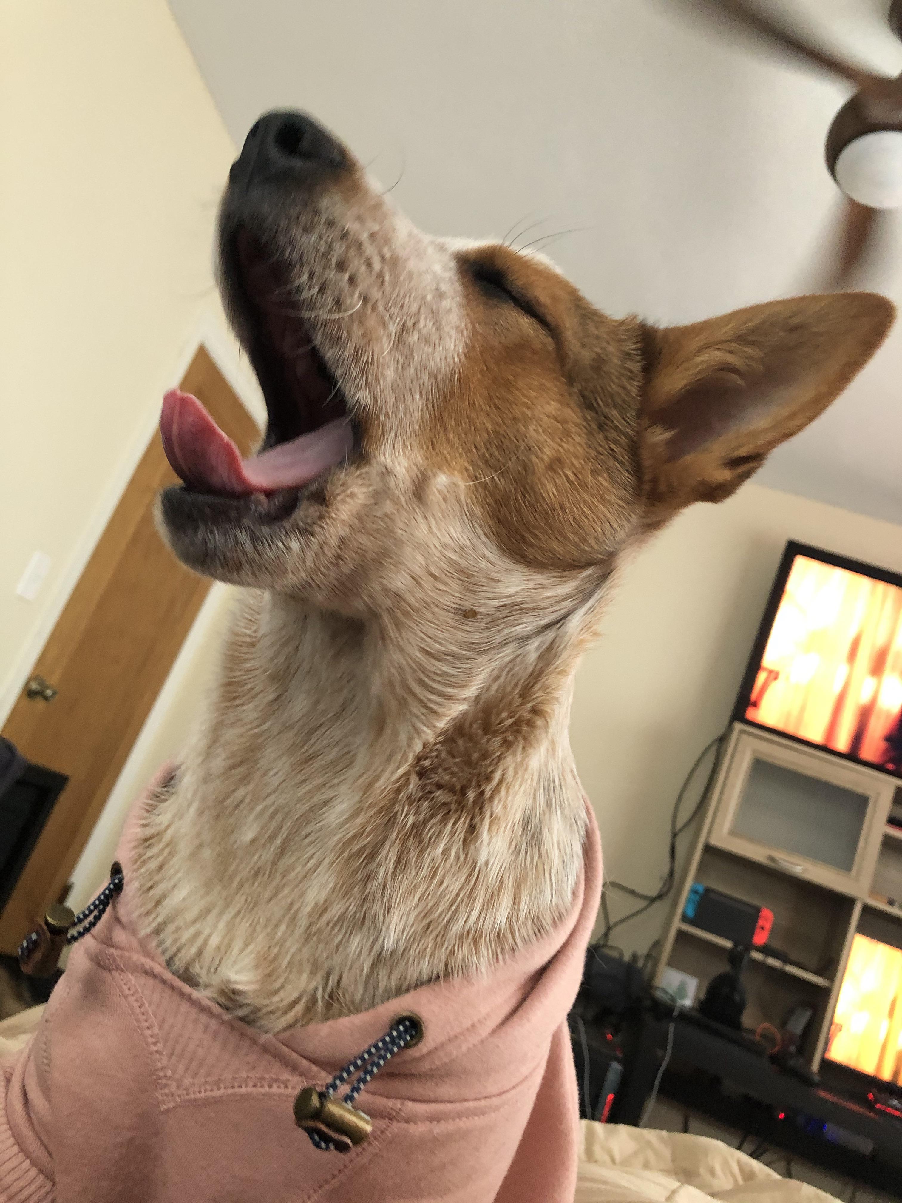 Mid yawn or yodel? | Scrolller