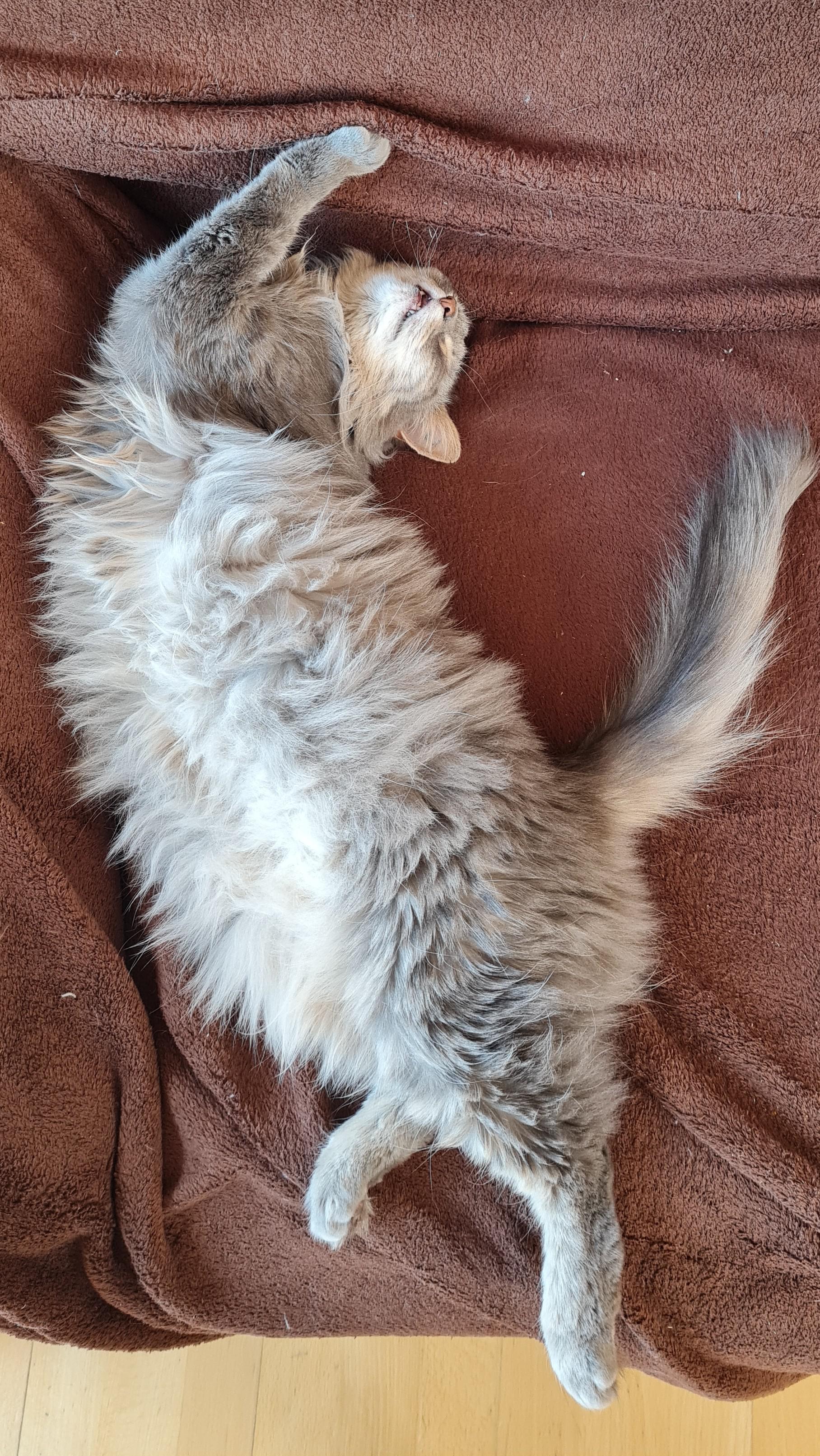 Miez proudly presenting her belly | Scrolller