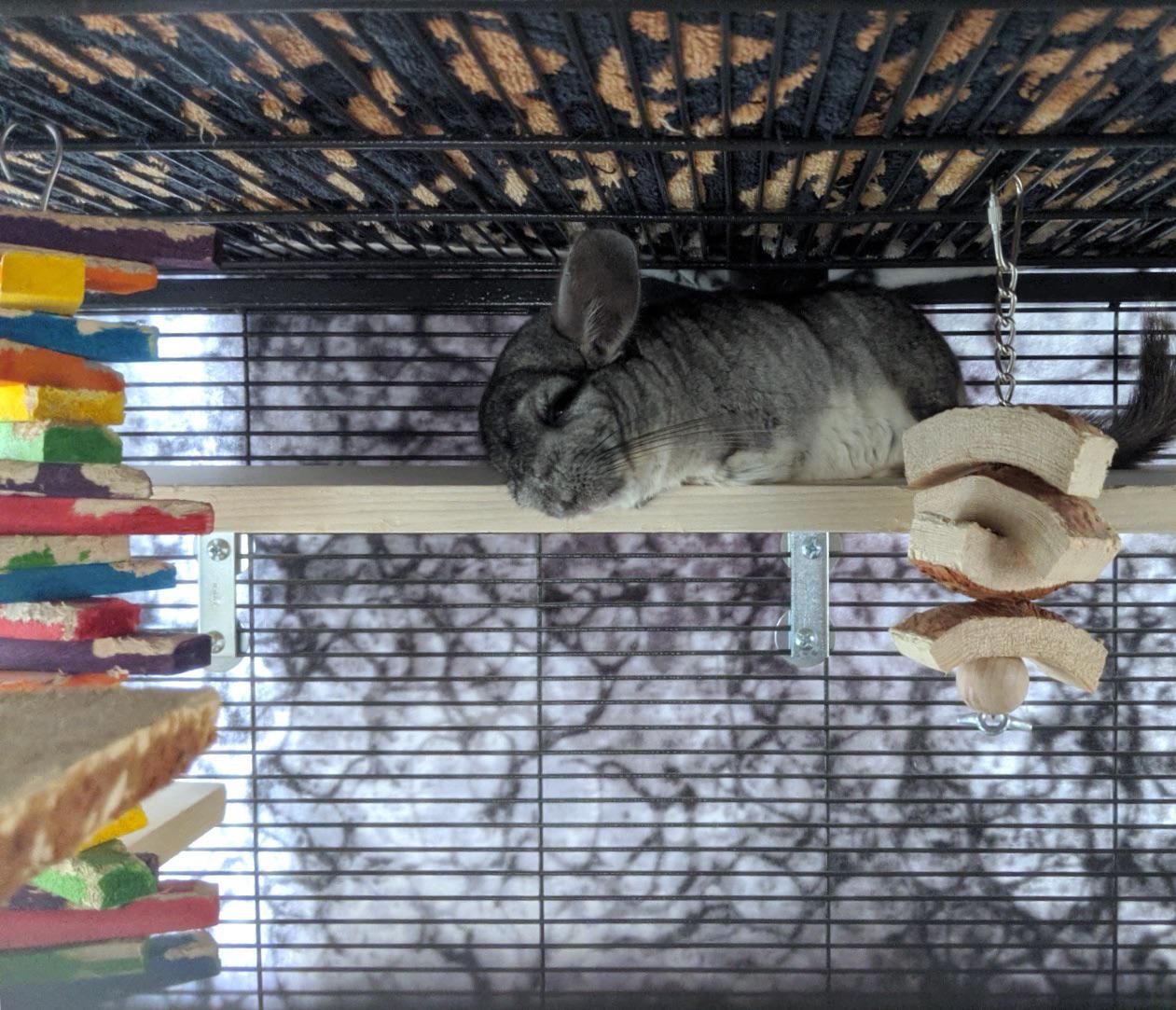 Mila’s post playtime nap | Scrolller