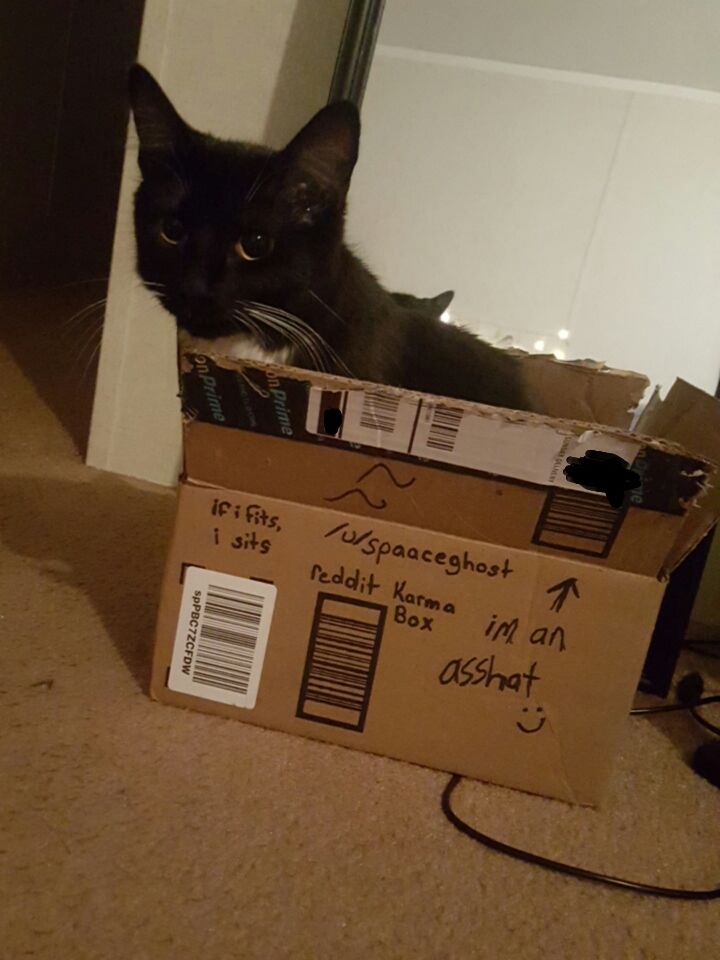Mila, the queen of the box. [x-post from r/cats] | Scrolller
