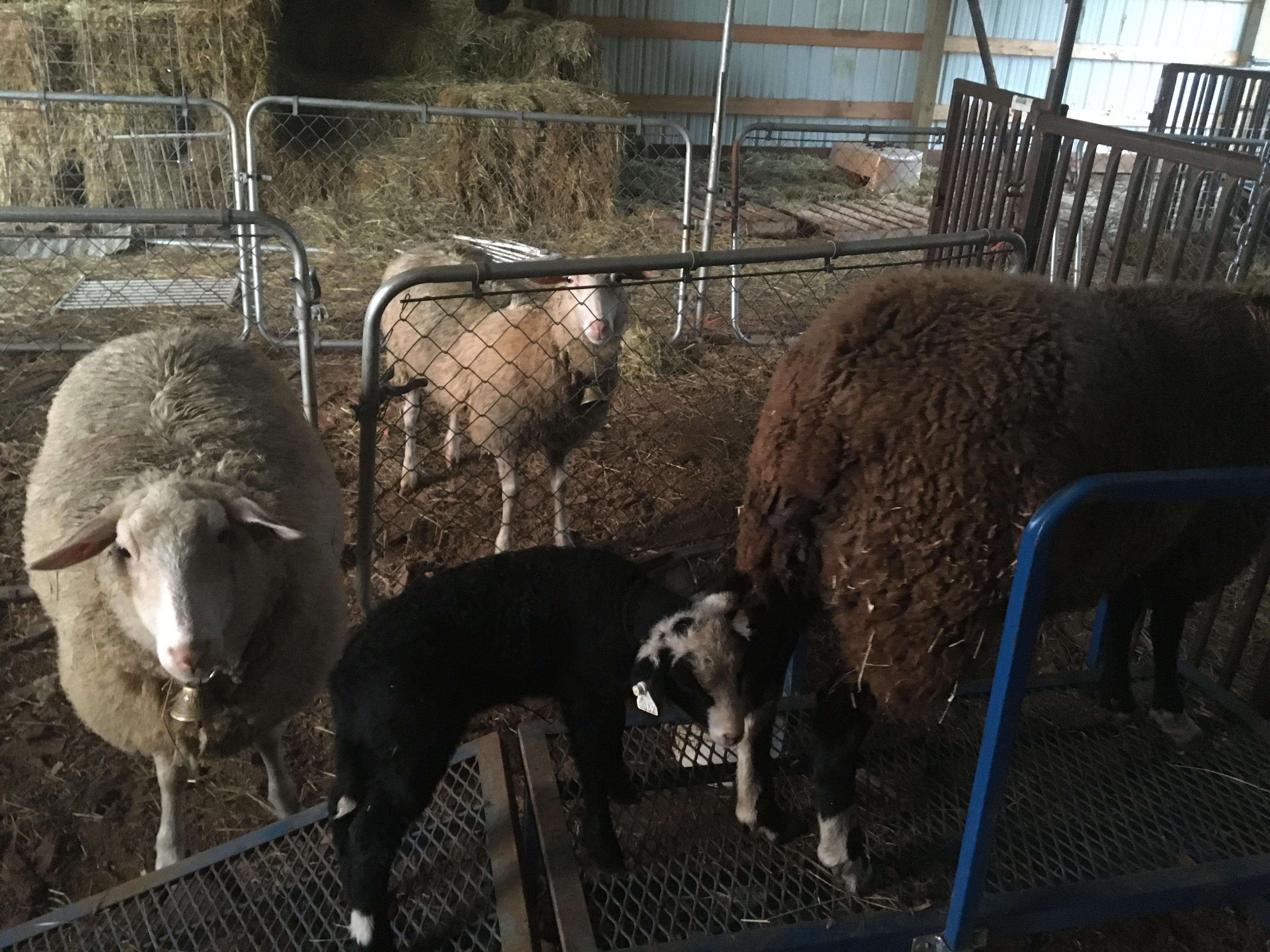 Milking our first dairy sheep! | Scrolller