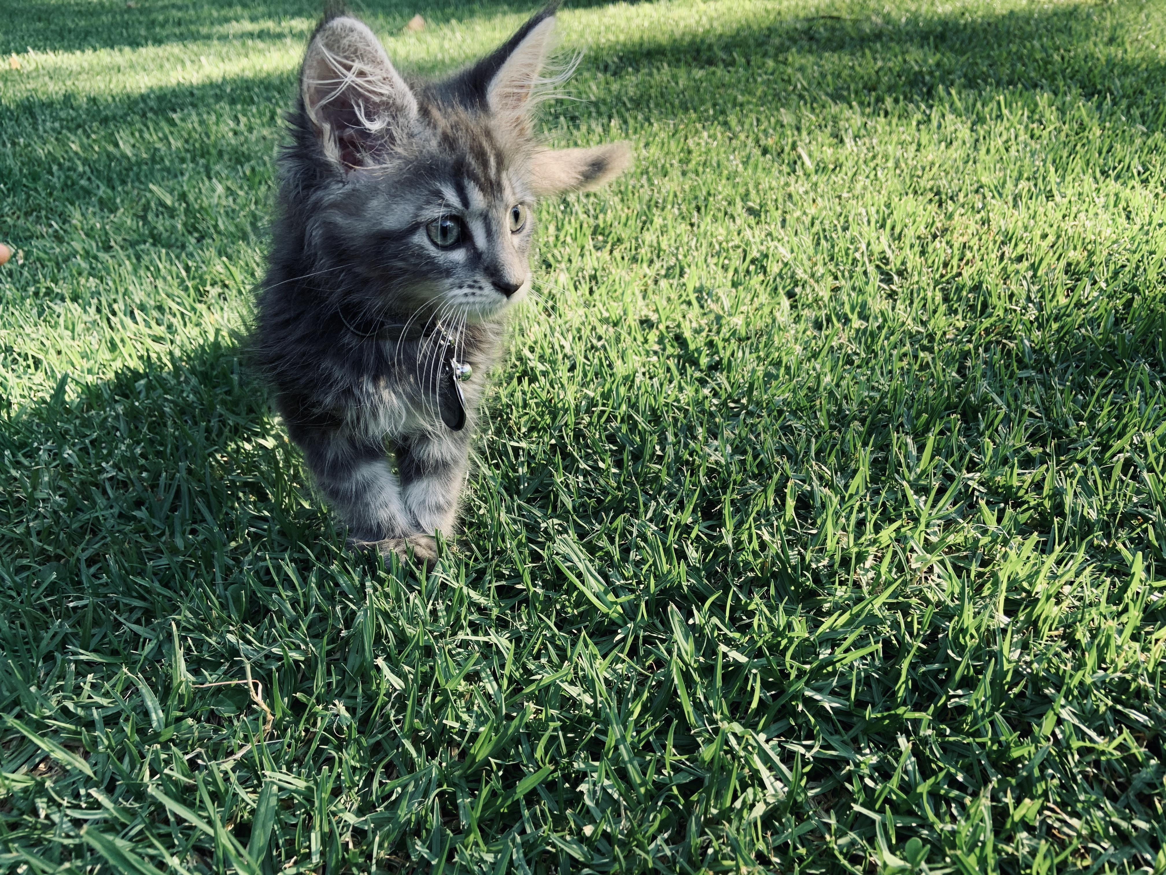 Milo Has His Own Sub! | Scrolller