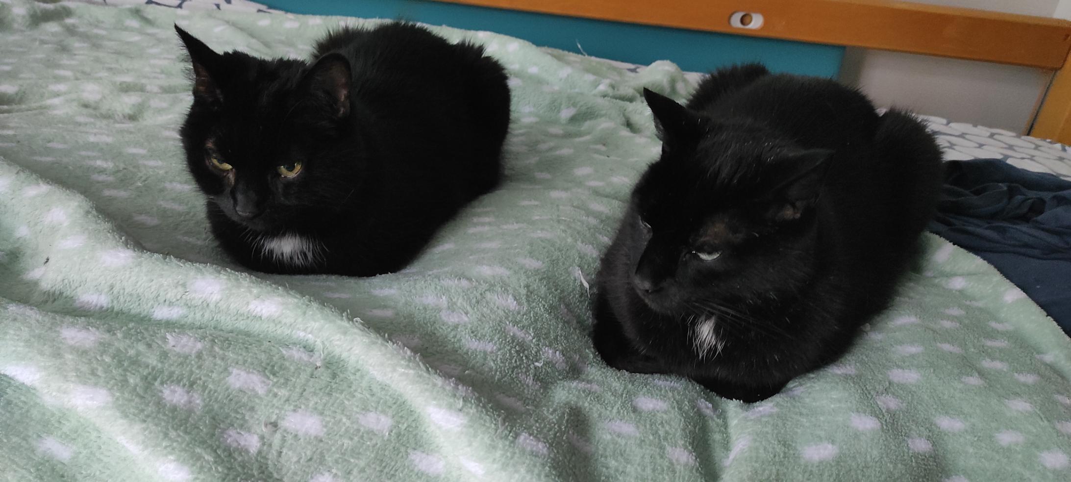 Mimi and Pasha competing for best voidloaf | Scrolller