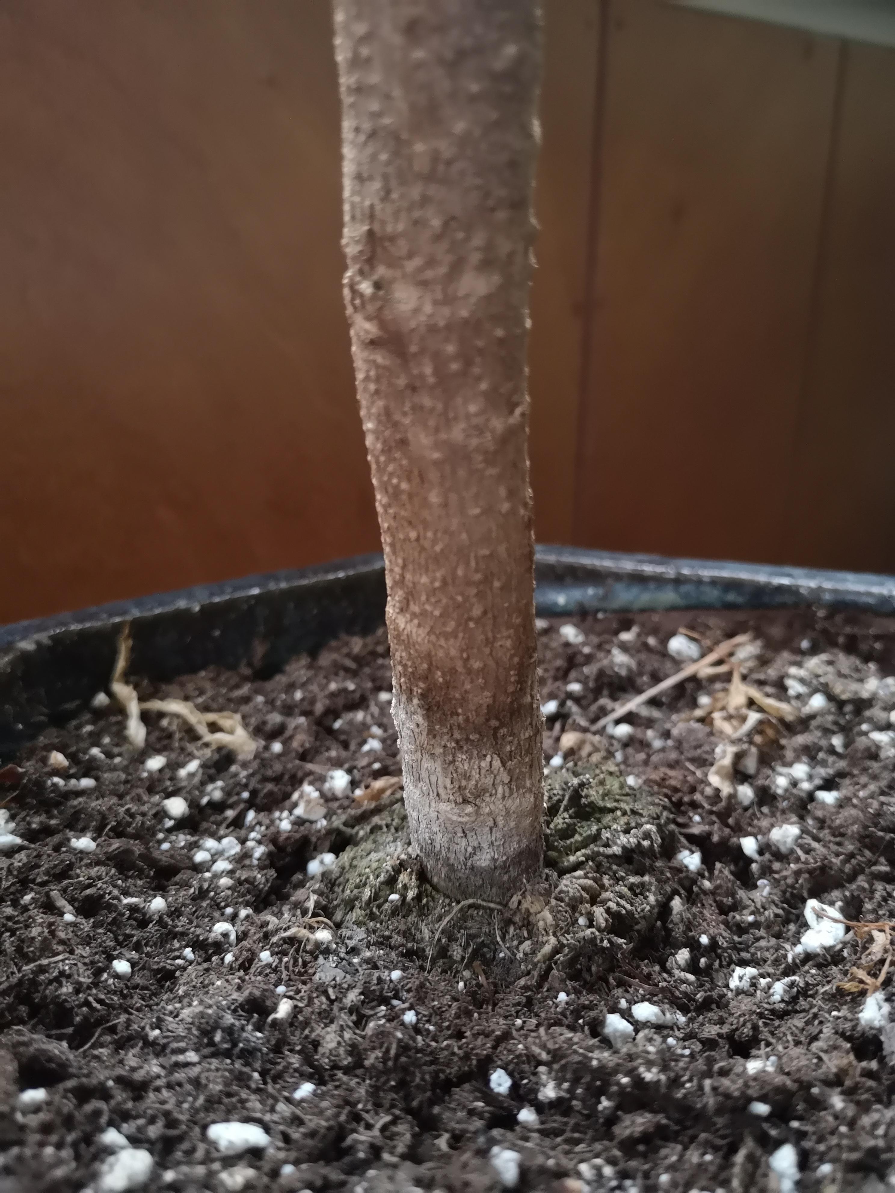 Ming aralia--does this look like root rot? | Scrolller
