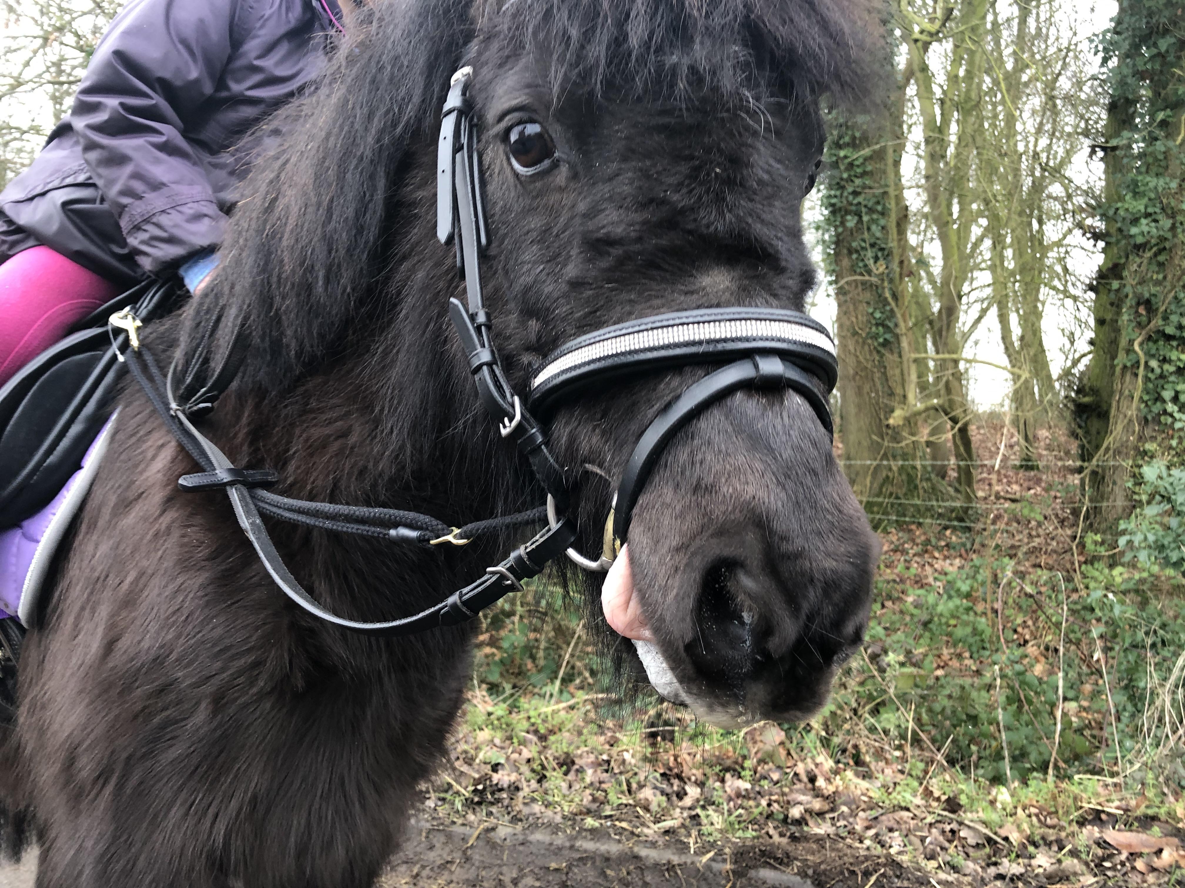 Mini Shetty Derp | Scrolller