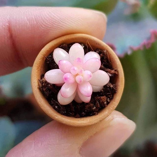 Mini succulents | Scrolller