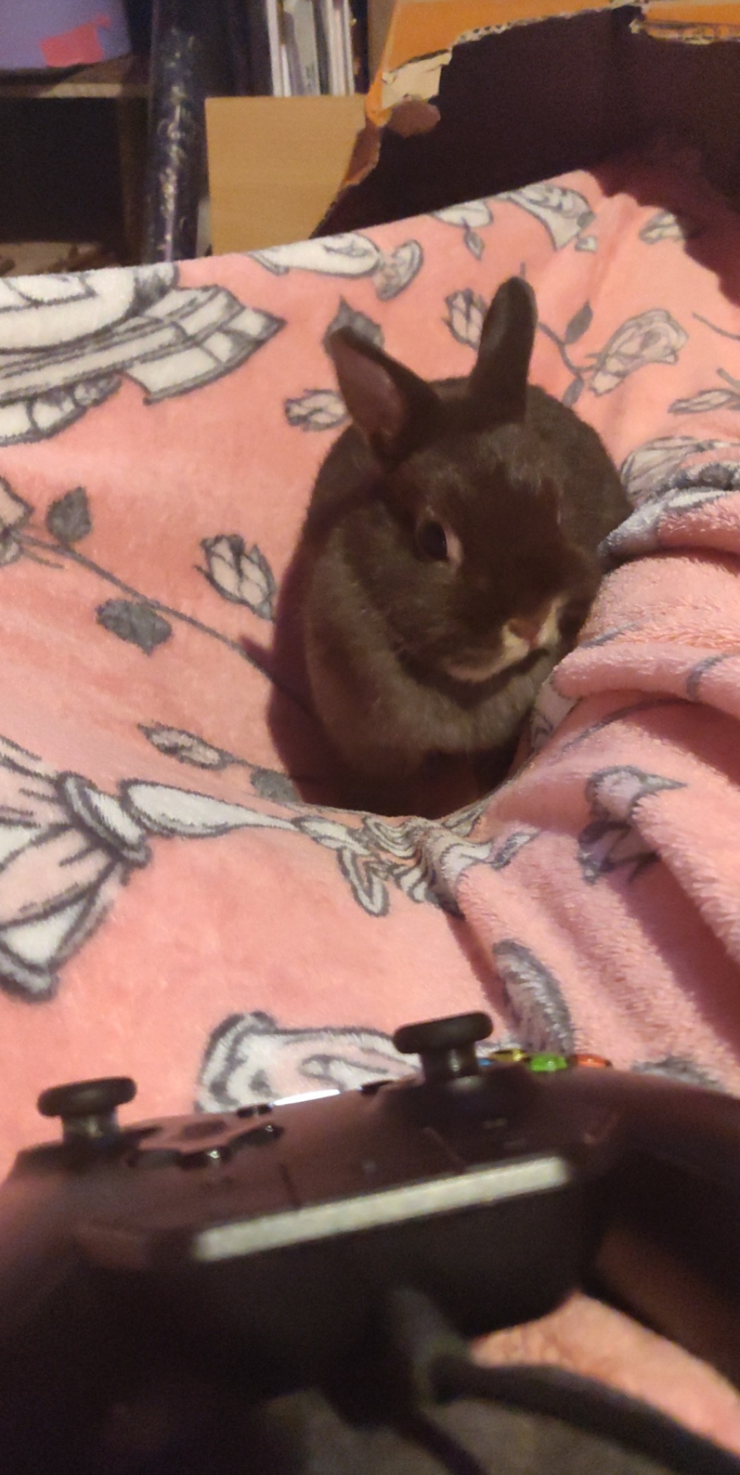 Minnie the bunny is enjoying some cuddly blanket time! | Scrolller
