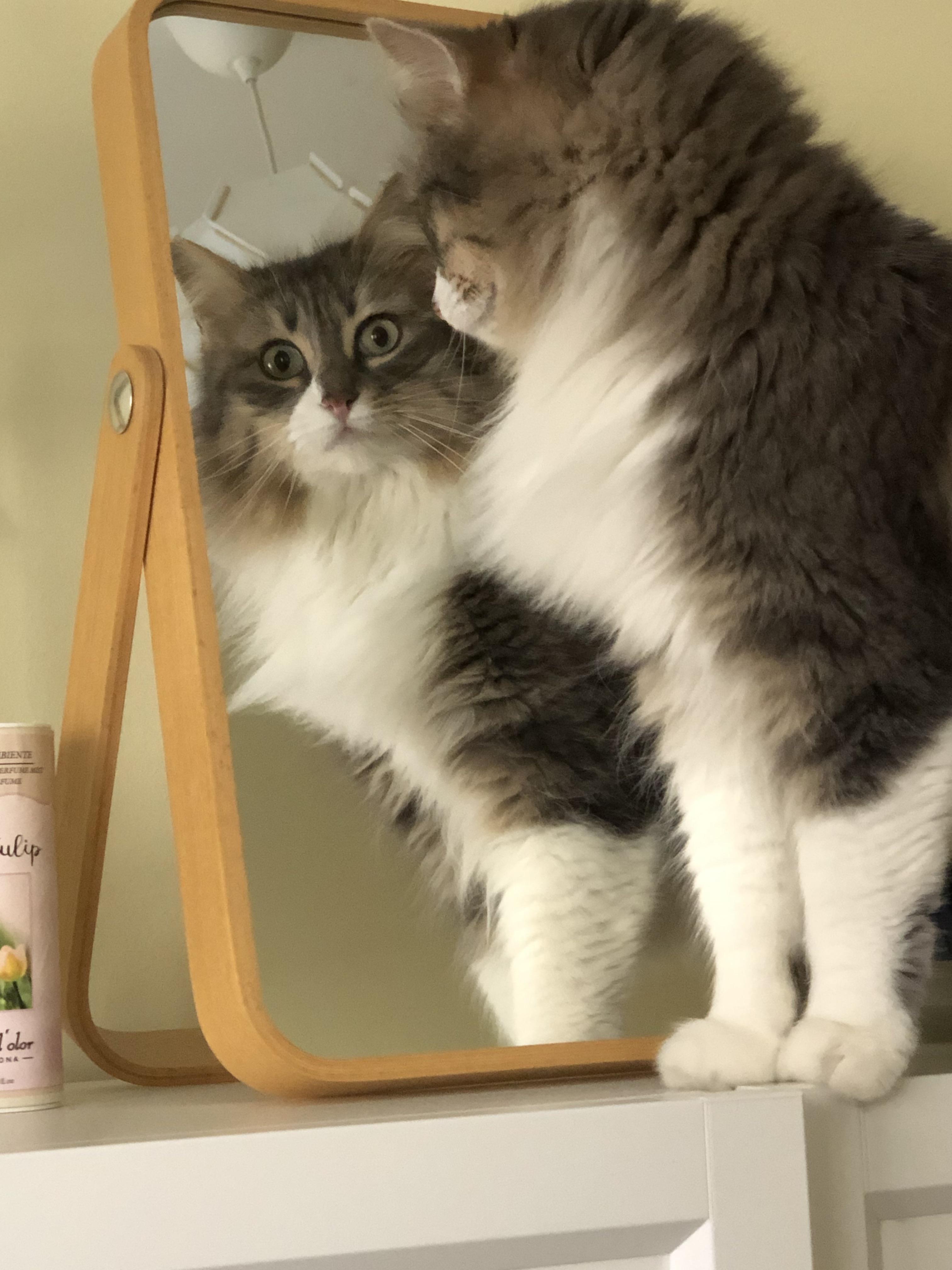 Mirrors. How do they work? | Scrolller