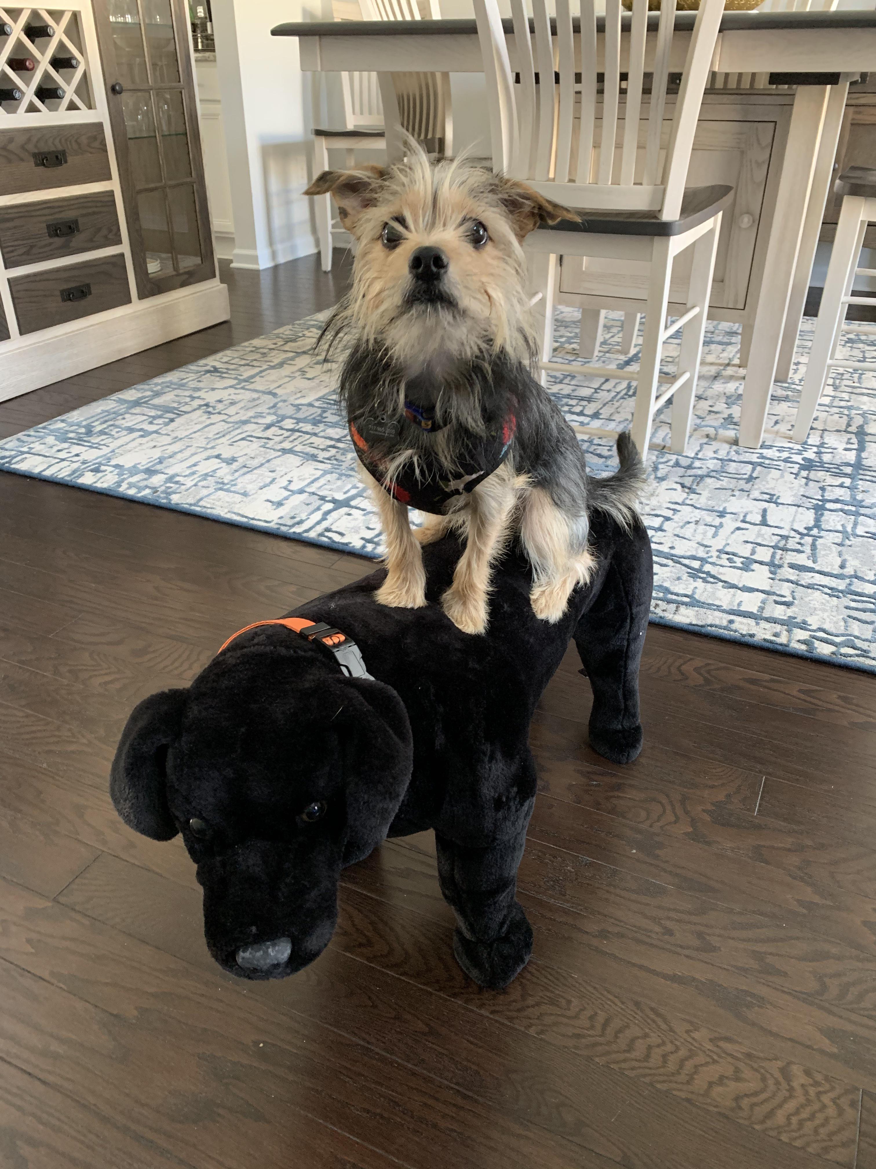 Miska on her mighty steed. | Scrolller