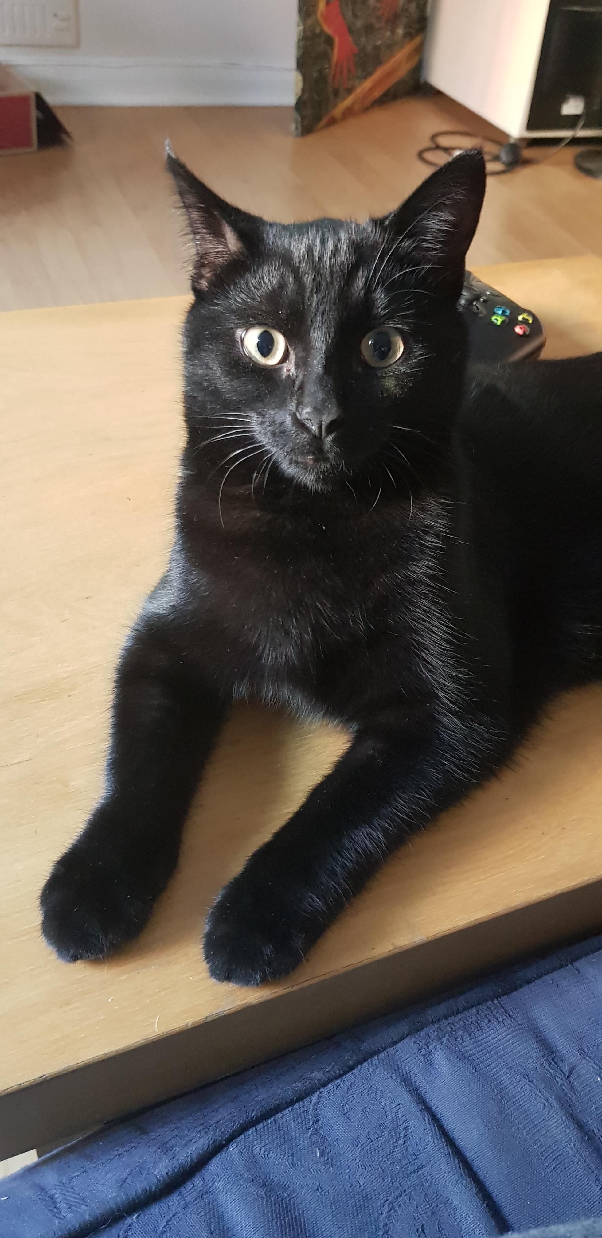 Missing cat - please help :( | Scrolller