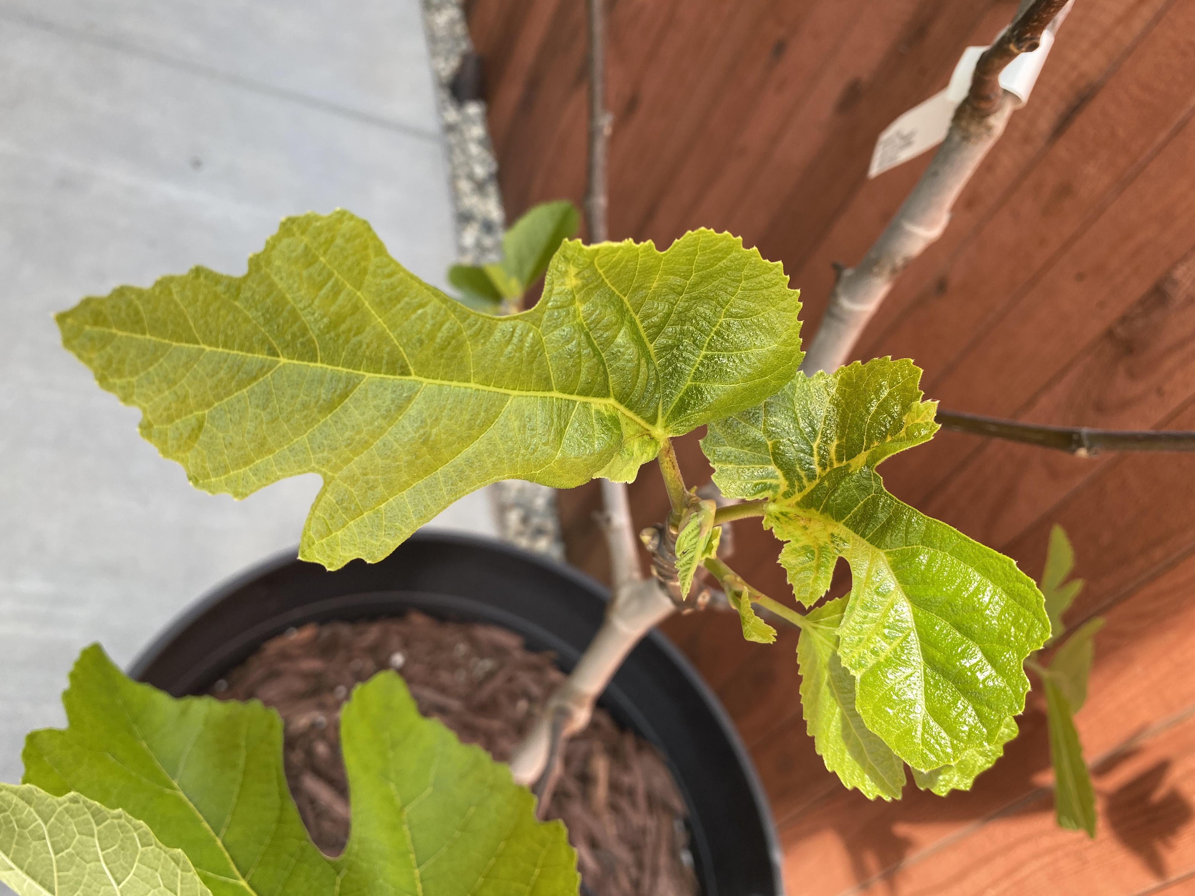 Mission leaf problem!! What’s wrong? | Scrolller