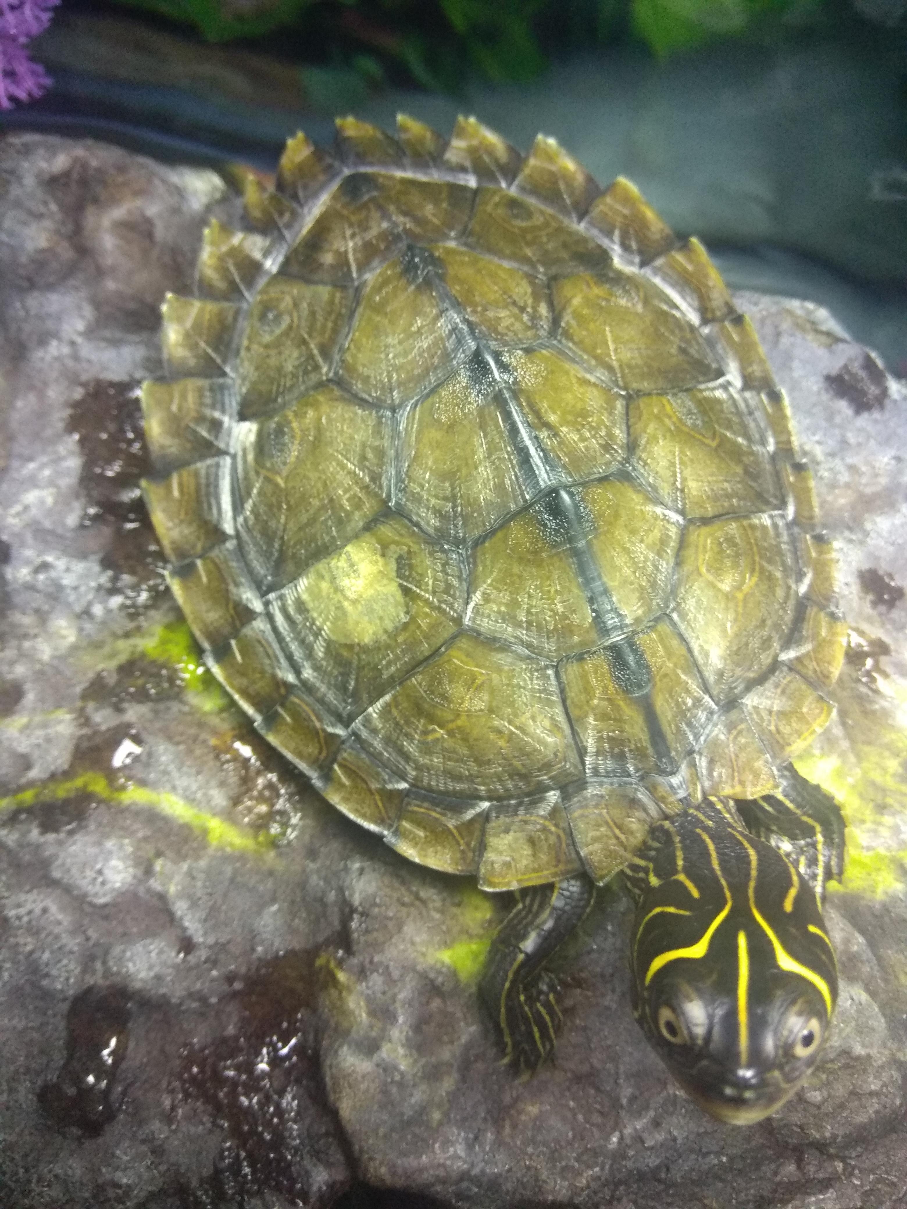 Mississippi map turtle shell help | Scrolller