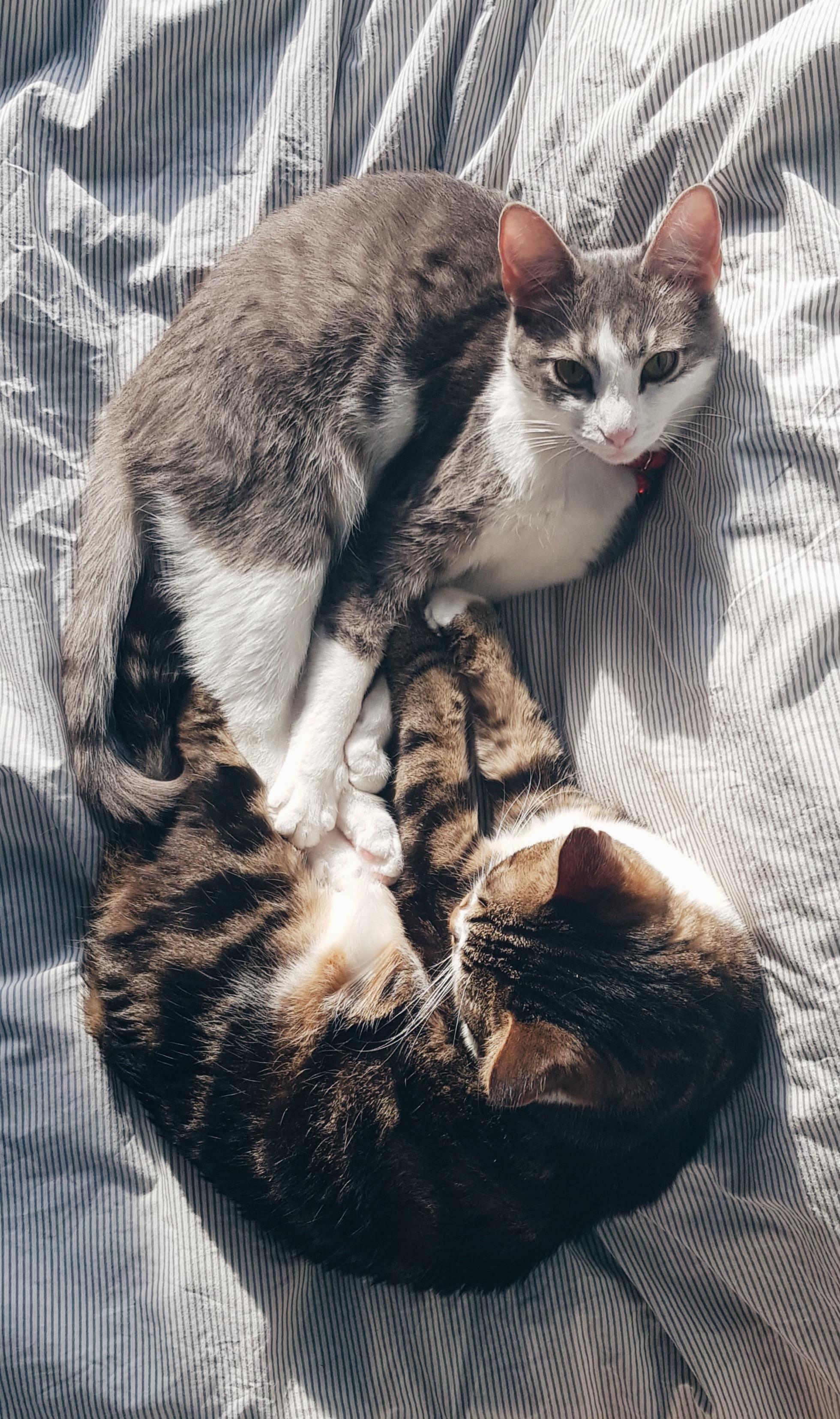 Mixed paws | Scrolller