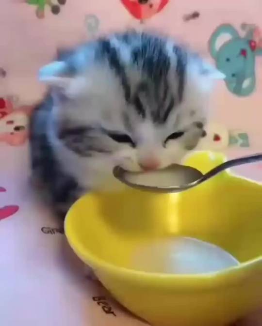 Mlem mlem | Scrolller