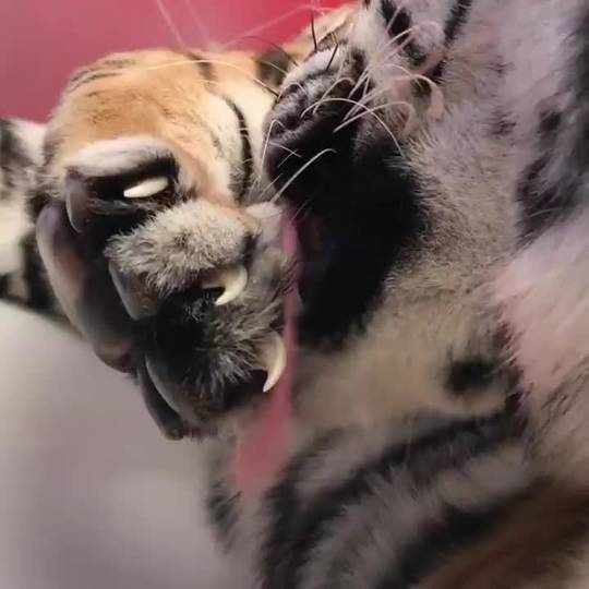 mlem mlem mlem | Scrolller