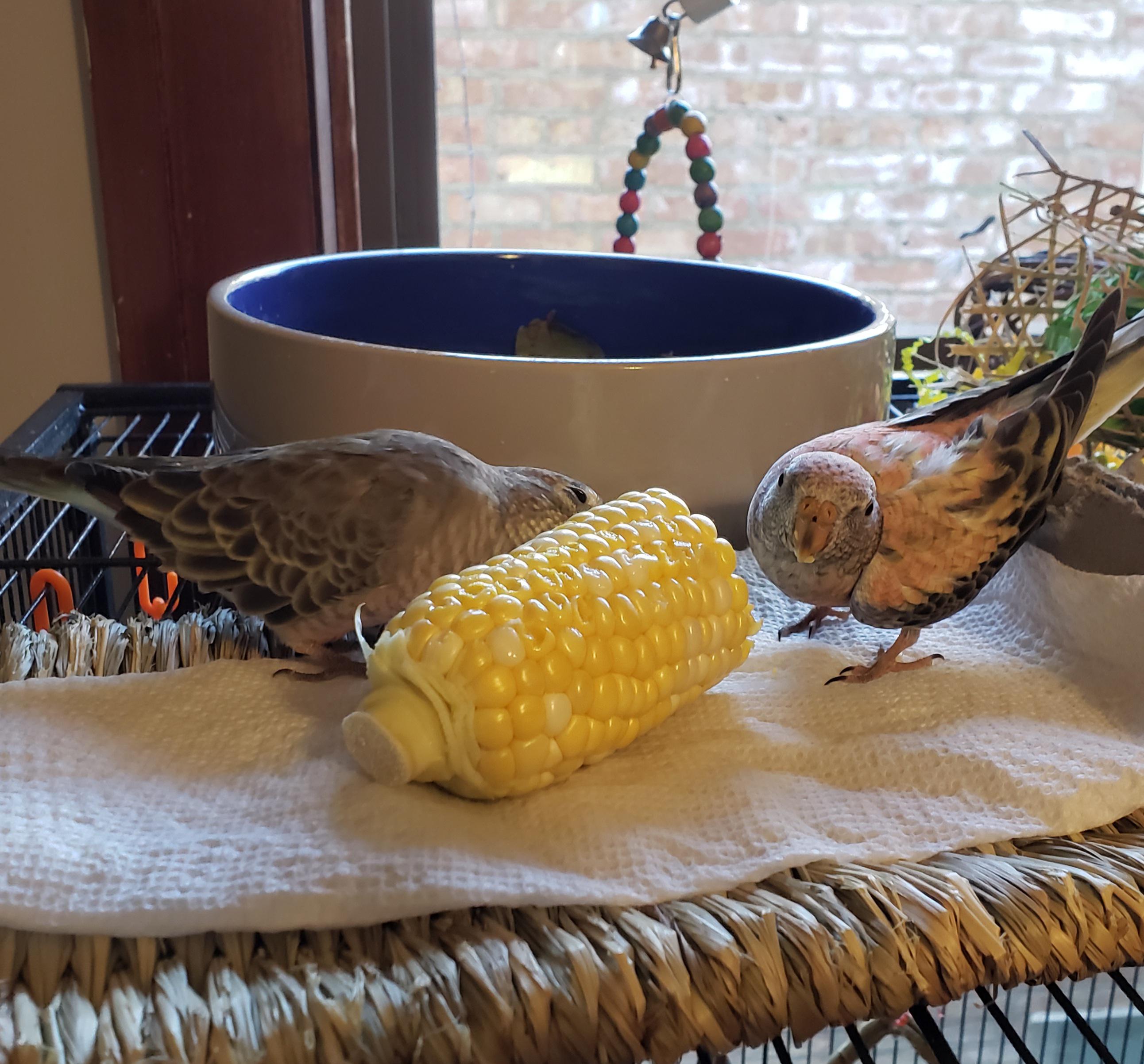 Mmm corn | Scrolller