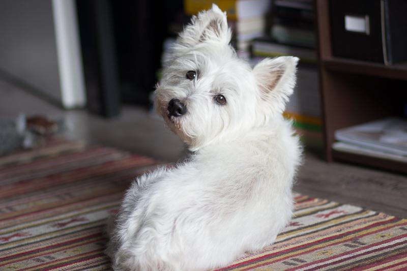 Modeling his new winter coat | Scrolller