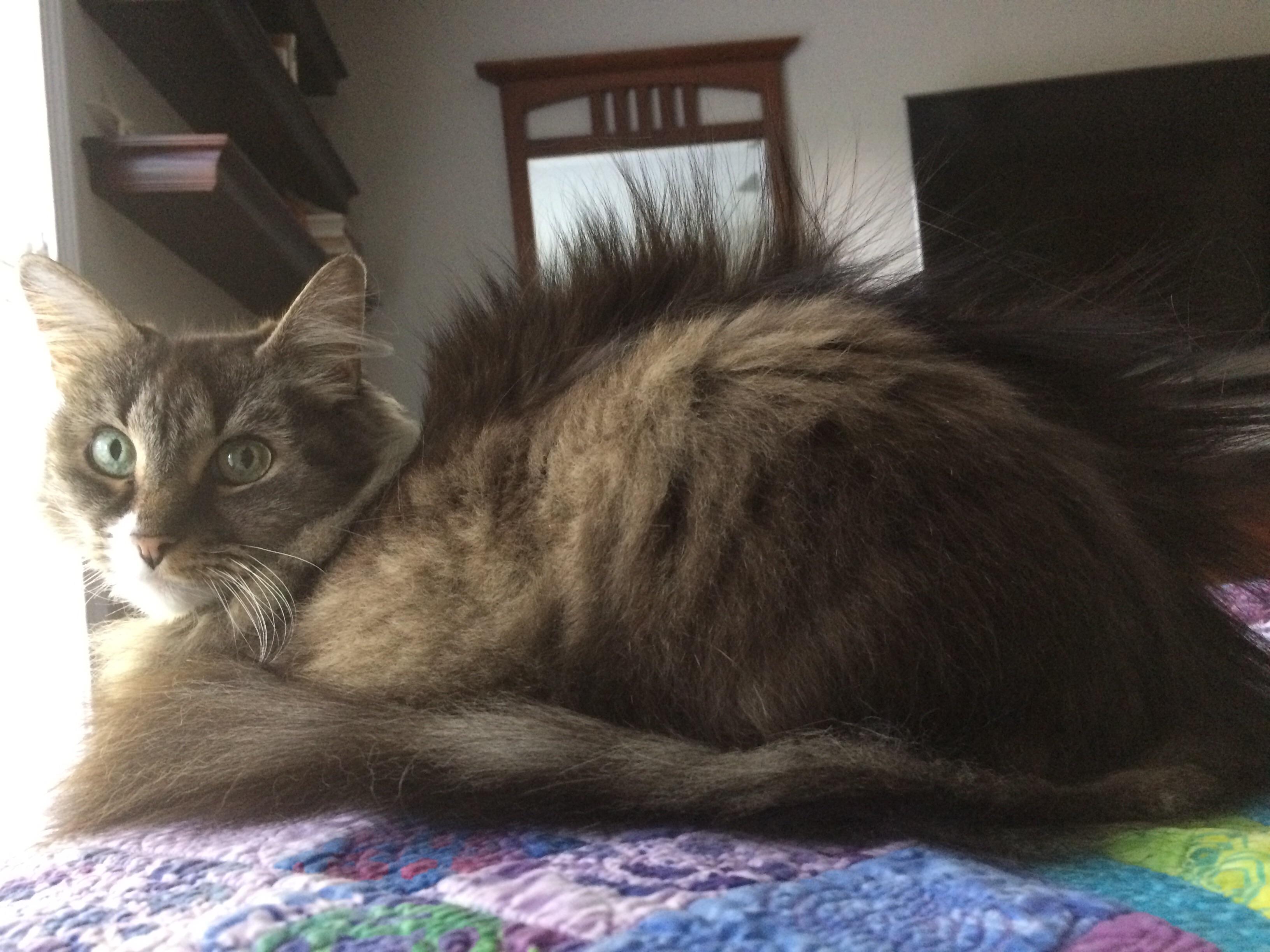 Mohawk loaf | Scrolller