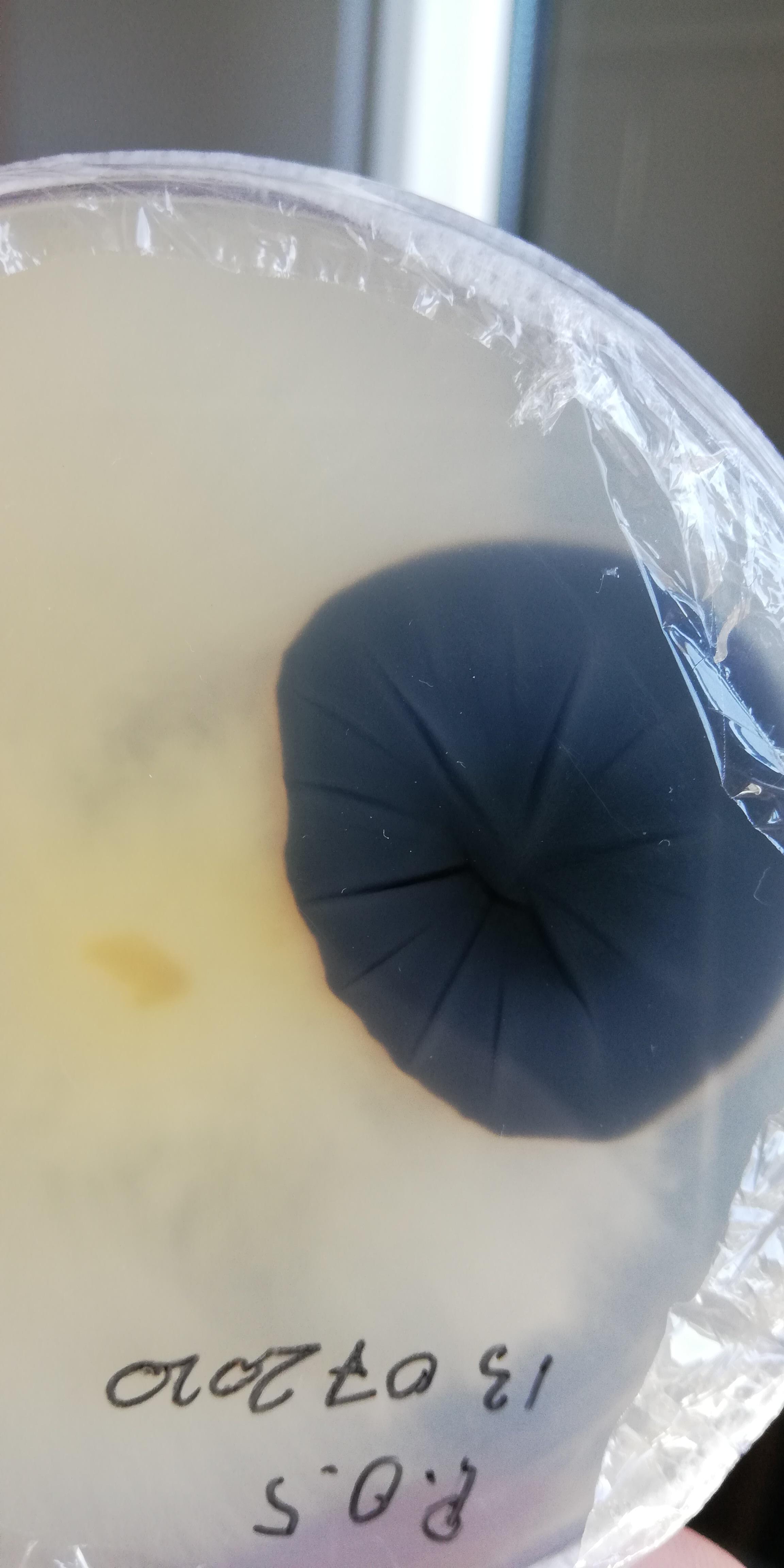 Mold hole | Scrolller