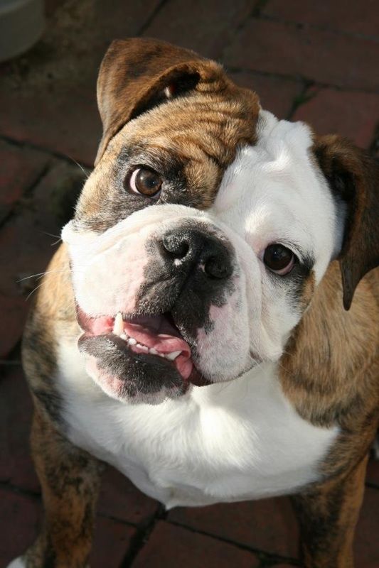 Molly at her 7 month mark. | Scrolller