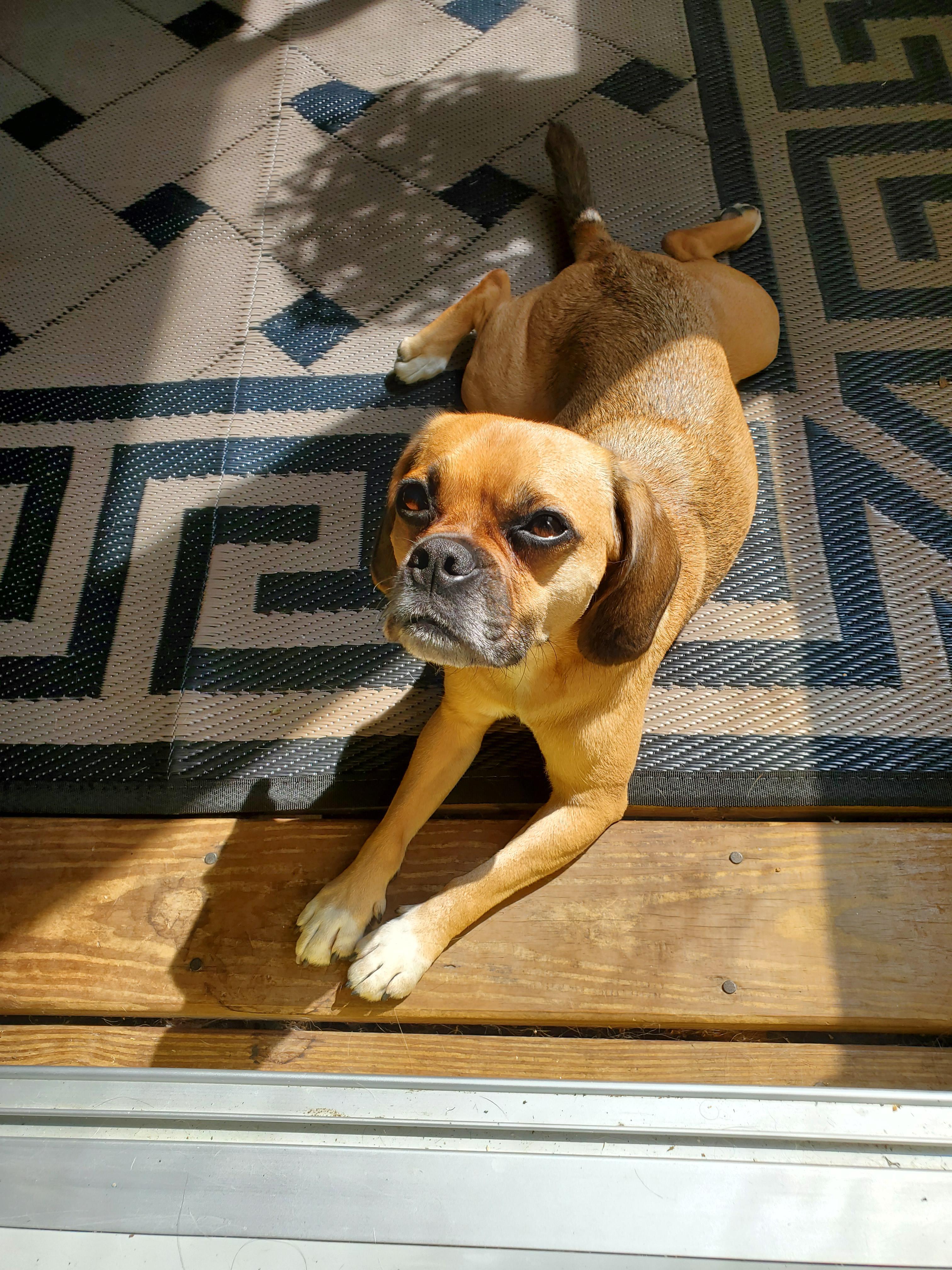 Molly the shiny puggle | Scrolller