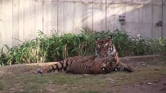 Mom and Baby Tiger tussling | Scrolller