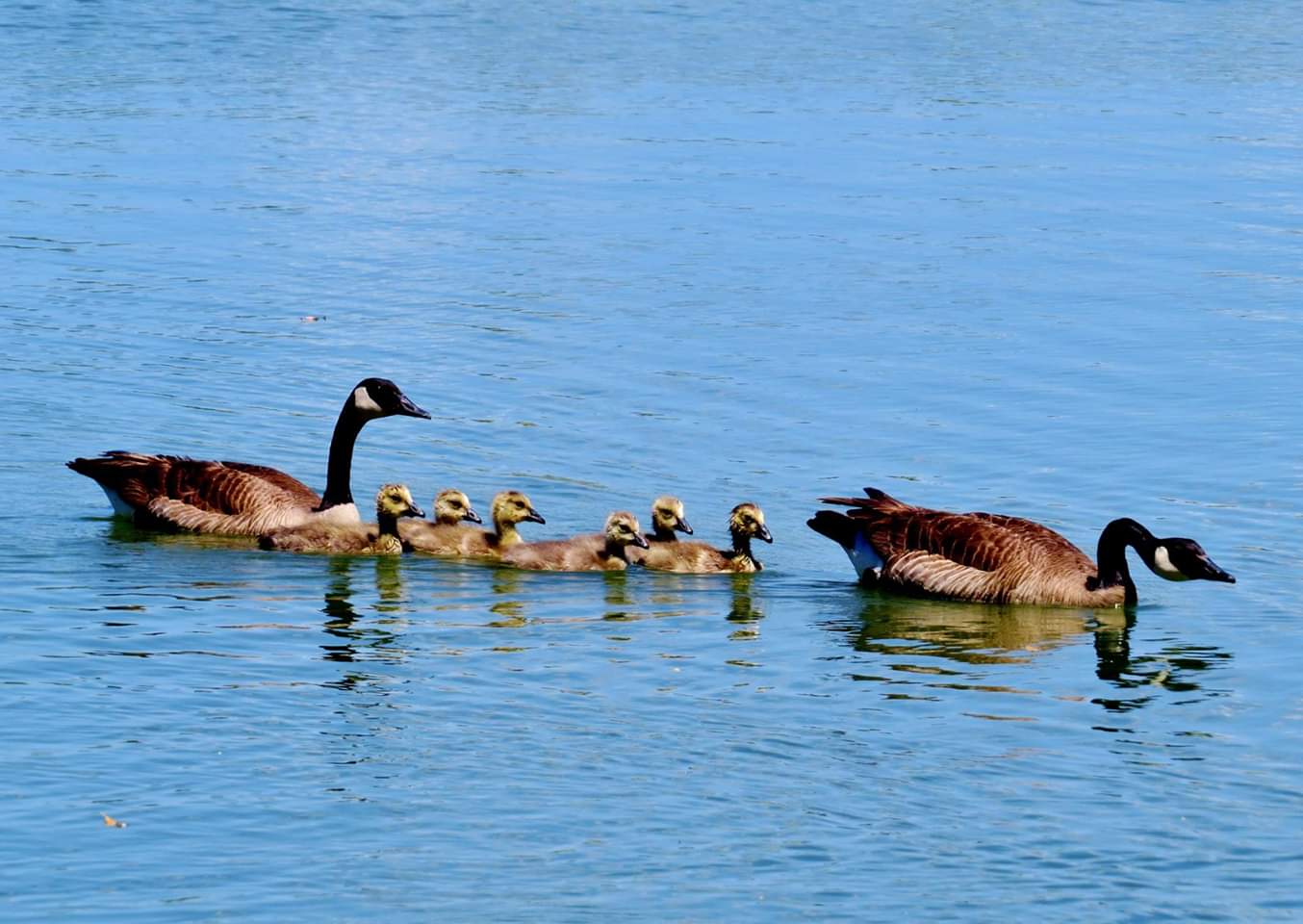 Mom pointing the way. Canadian Geese. | Scrolller