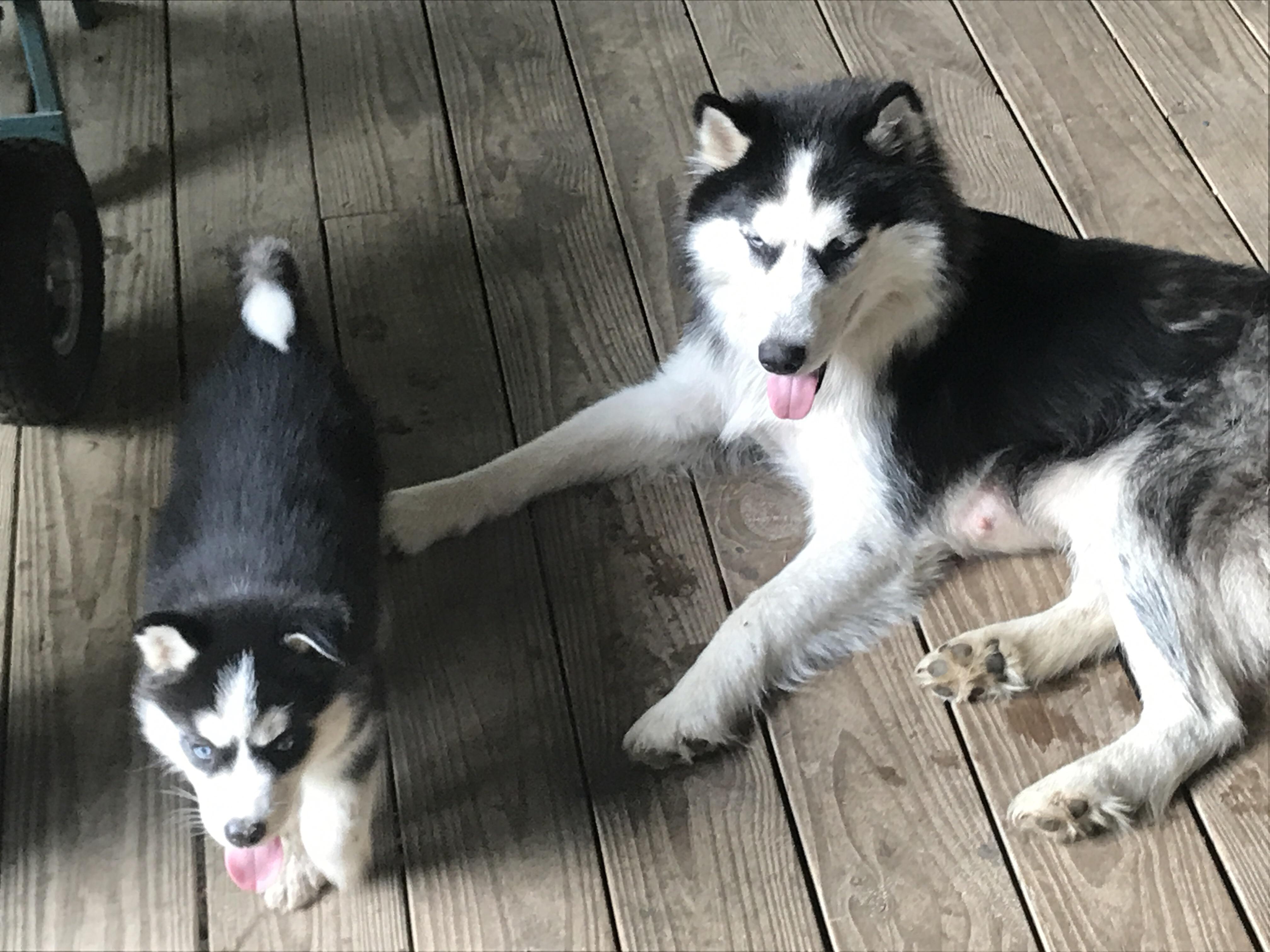 Momma and her fluffy pupper | Scrolller