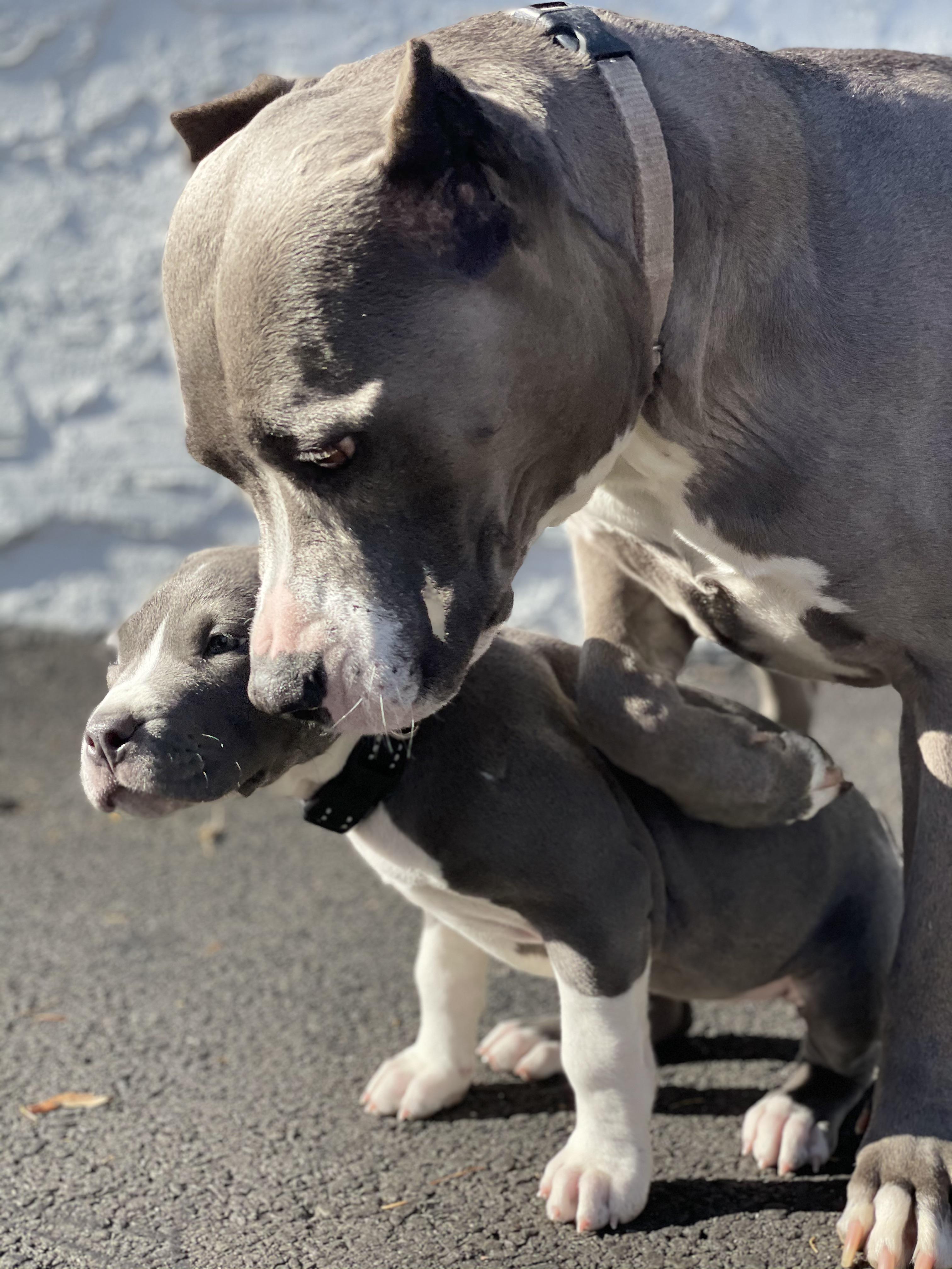 momma bear | Scrolller