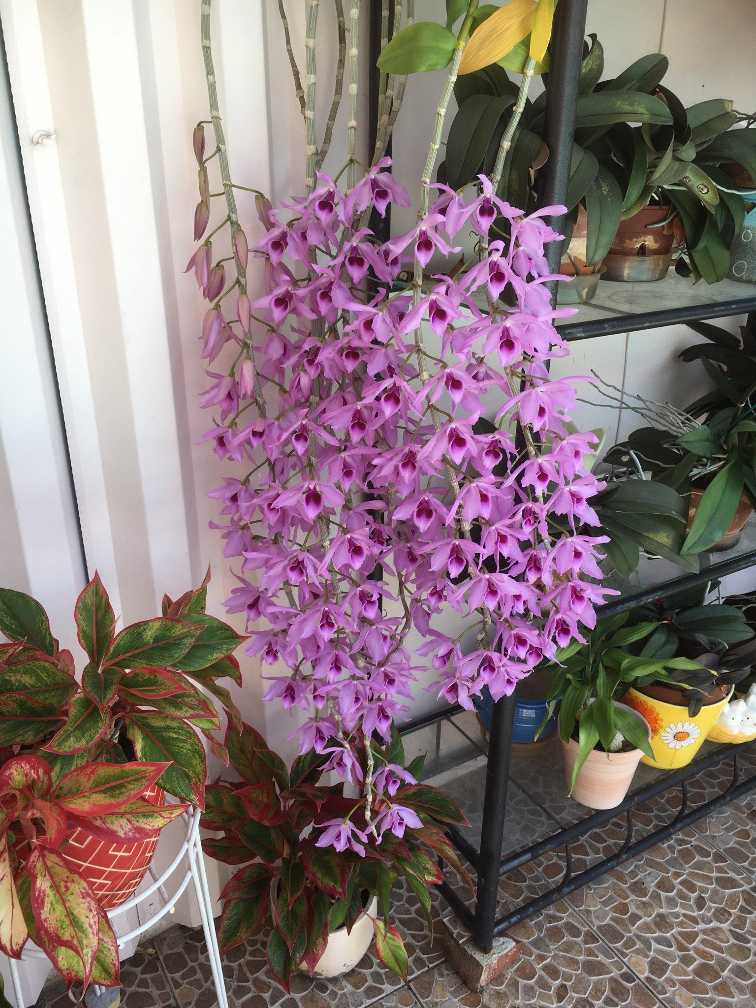 Mom's Dendrobium has exploded | Scrolller