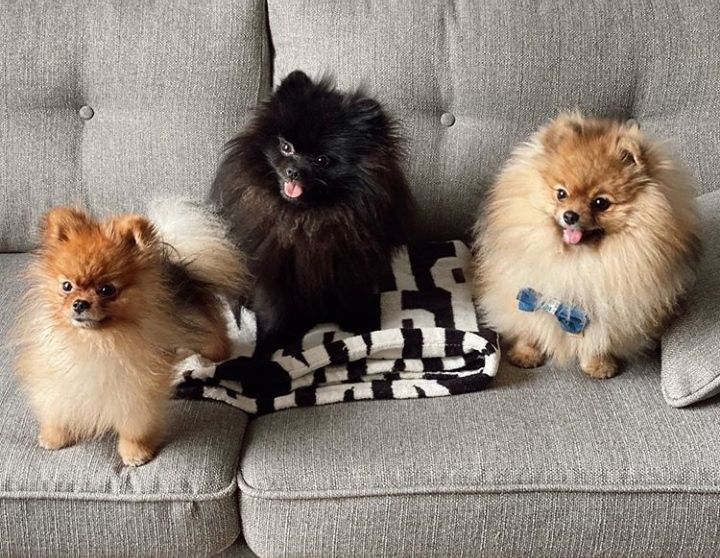 Mon gang | Scrolller