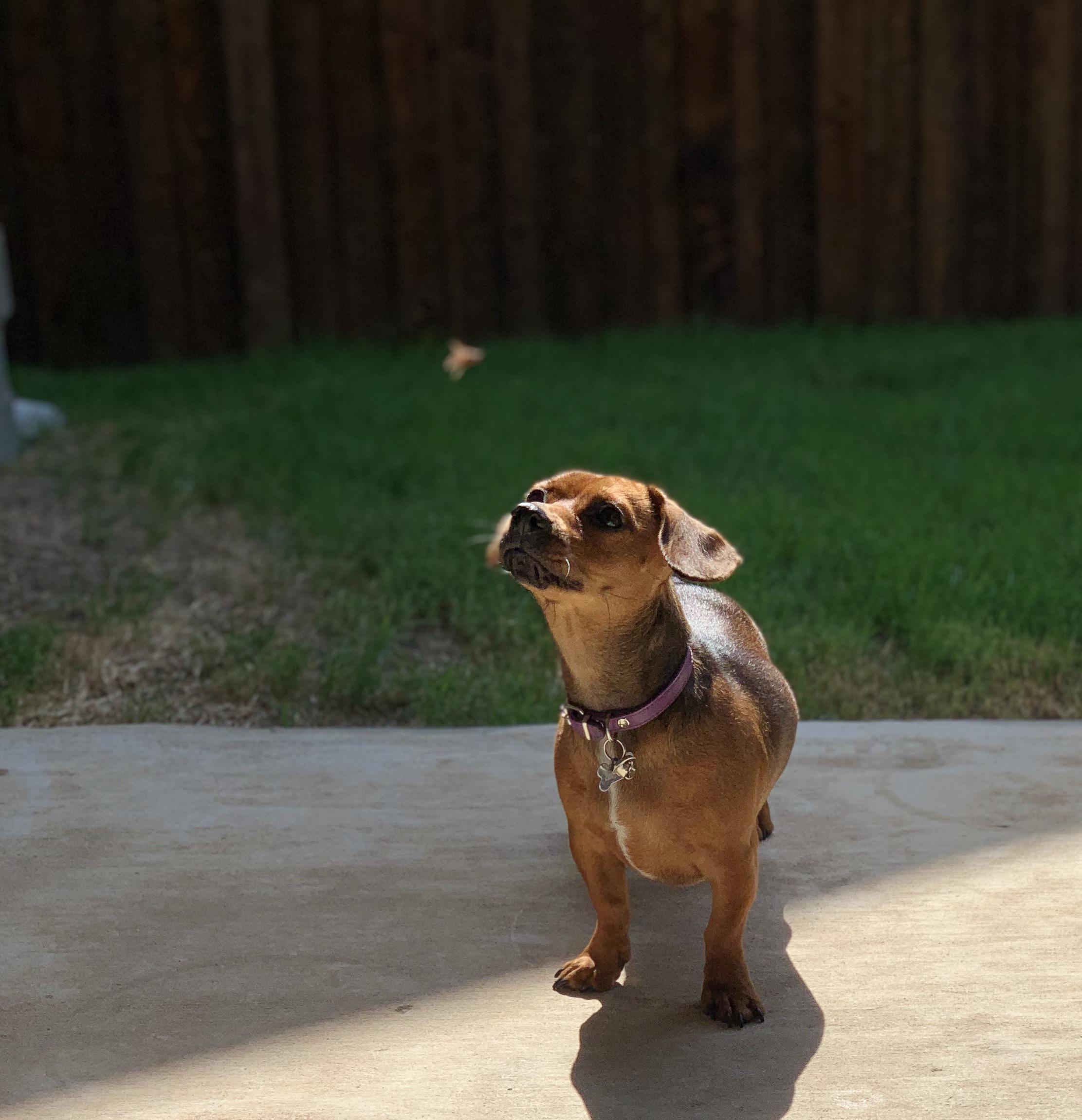 Discover more like Happydogs: Mona in focus and Related Content | Scrolller