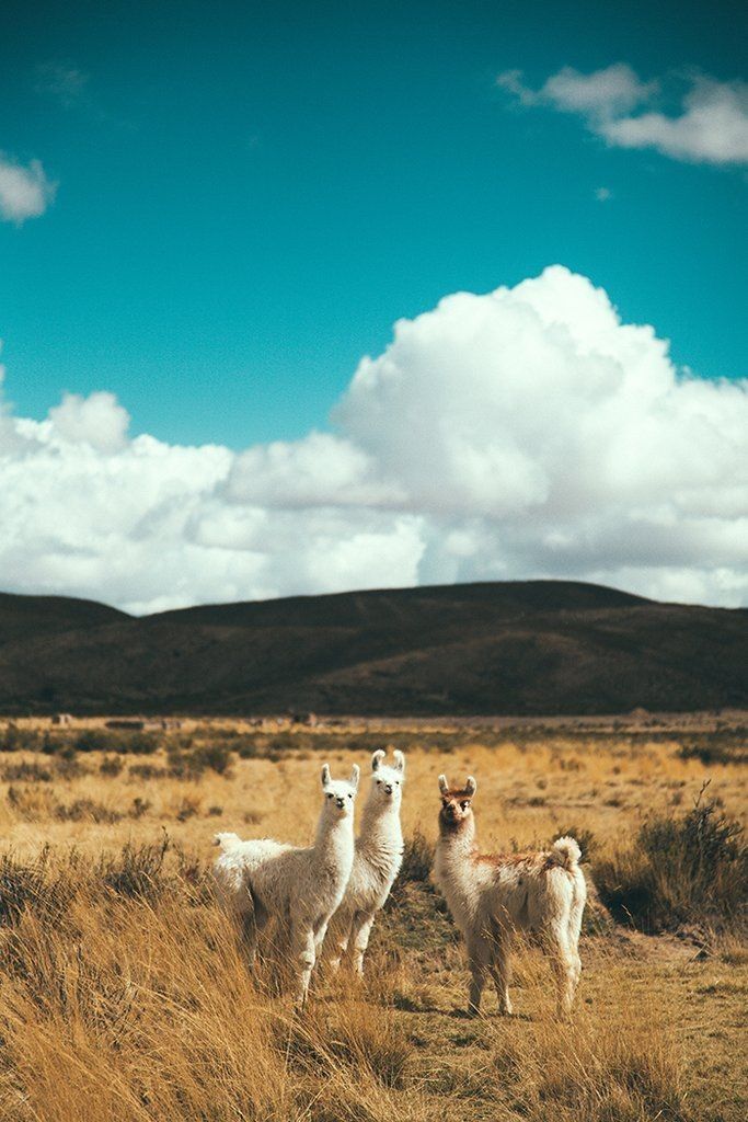 Monday morning full of Lama | Scrolller