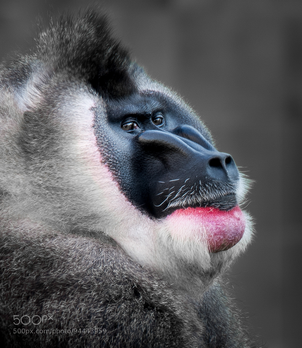 Monkey portrait | Scrolller