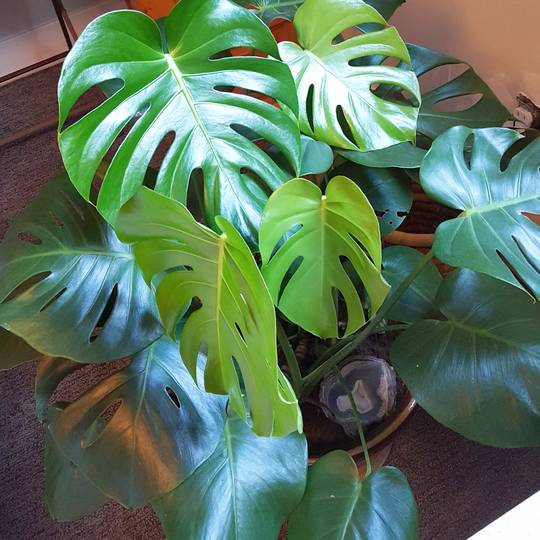 Monstera leaves like crazy! | Scrolller