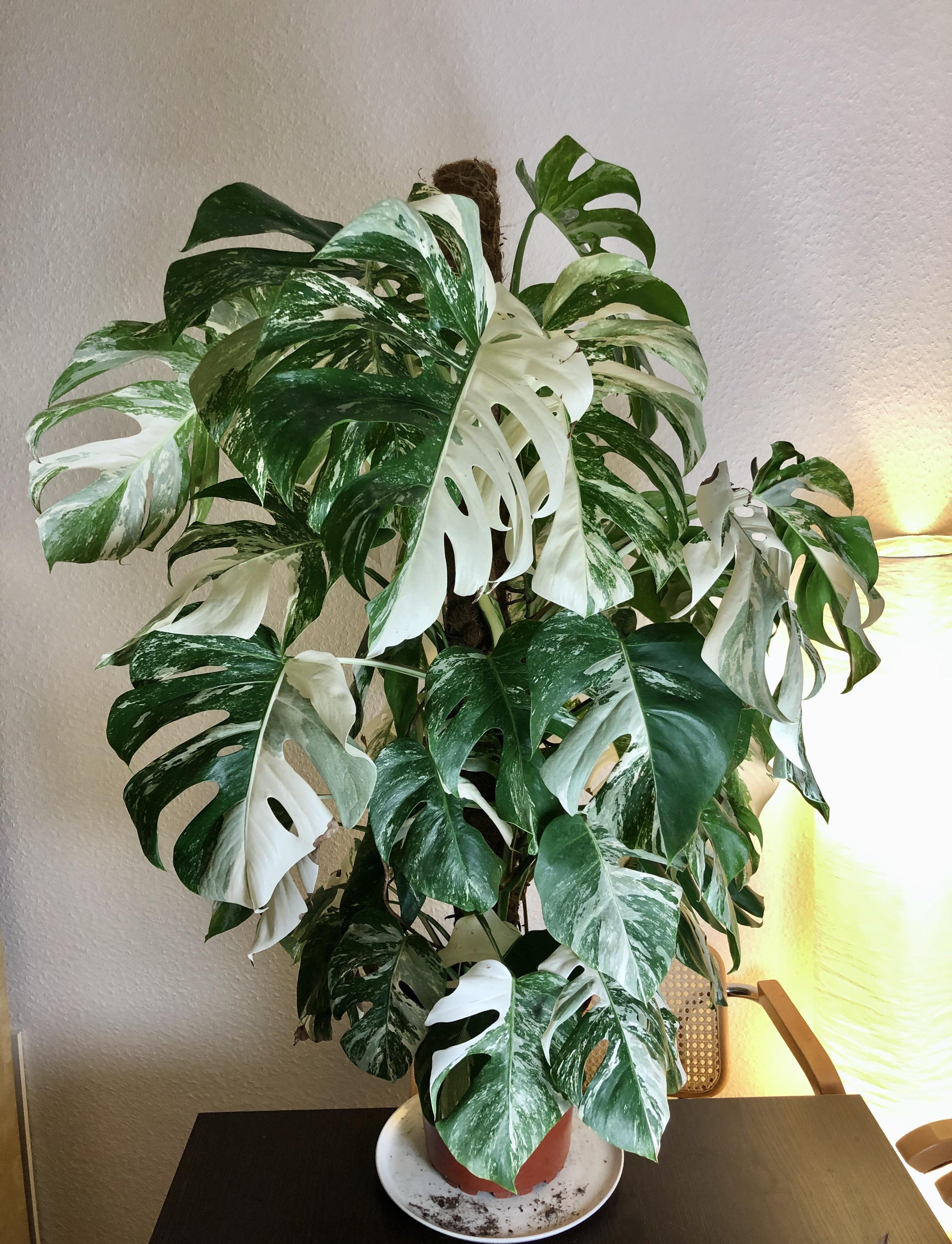 Monstera Variegata | Scrolller