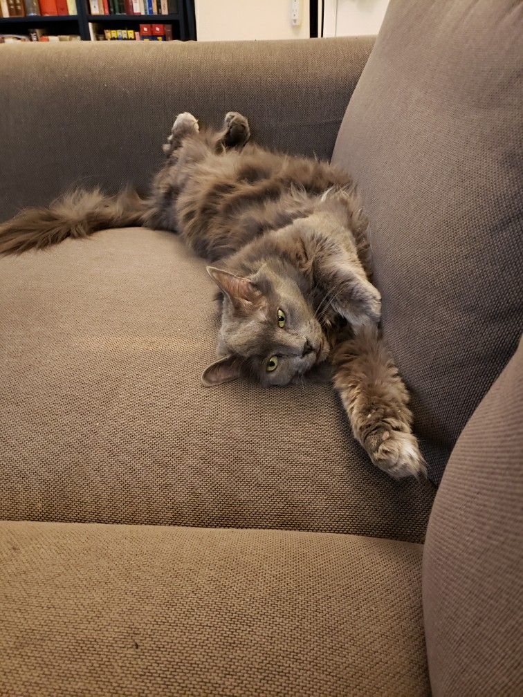 Moo Shoo the shameless attention hog | Scrolller