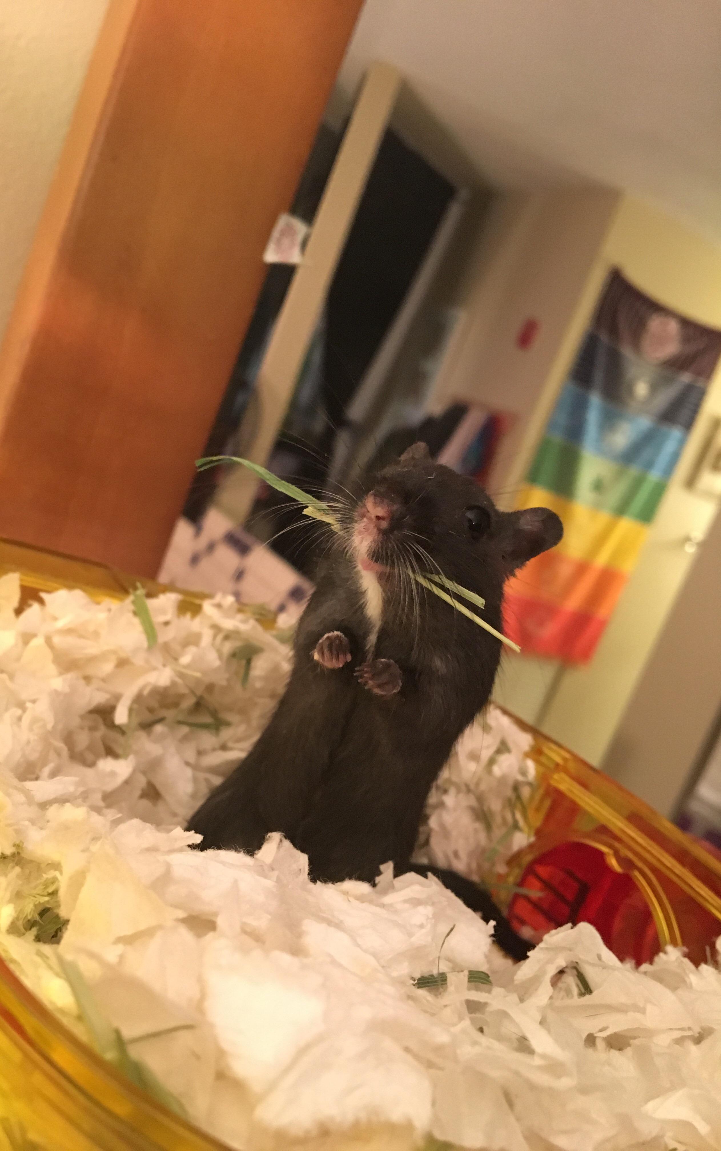 Moon looking handsome | Scrolller