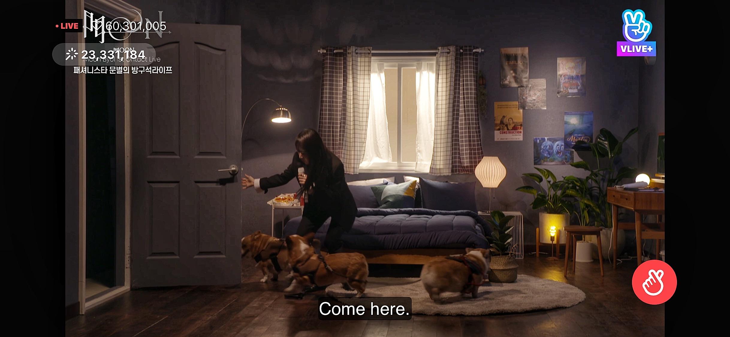 Moonbyul’s super adorable corgis | Scrolller