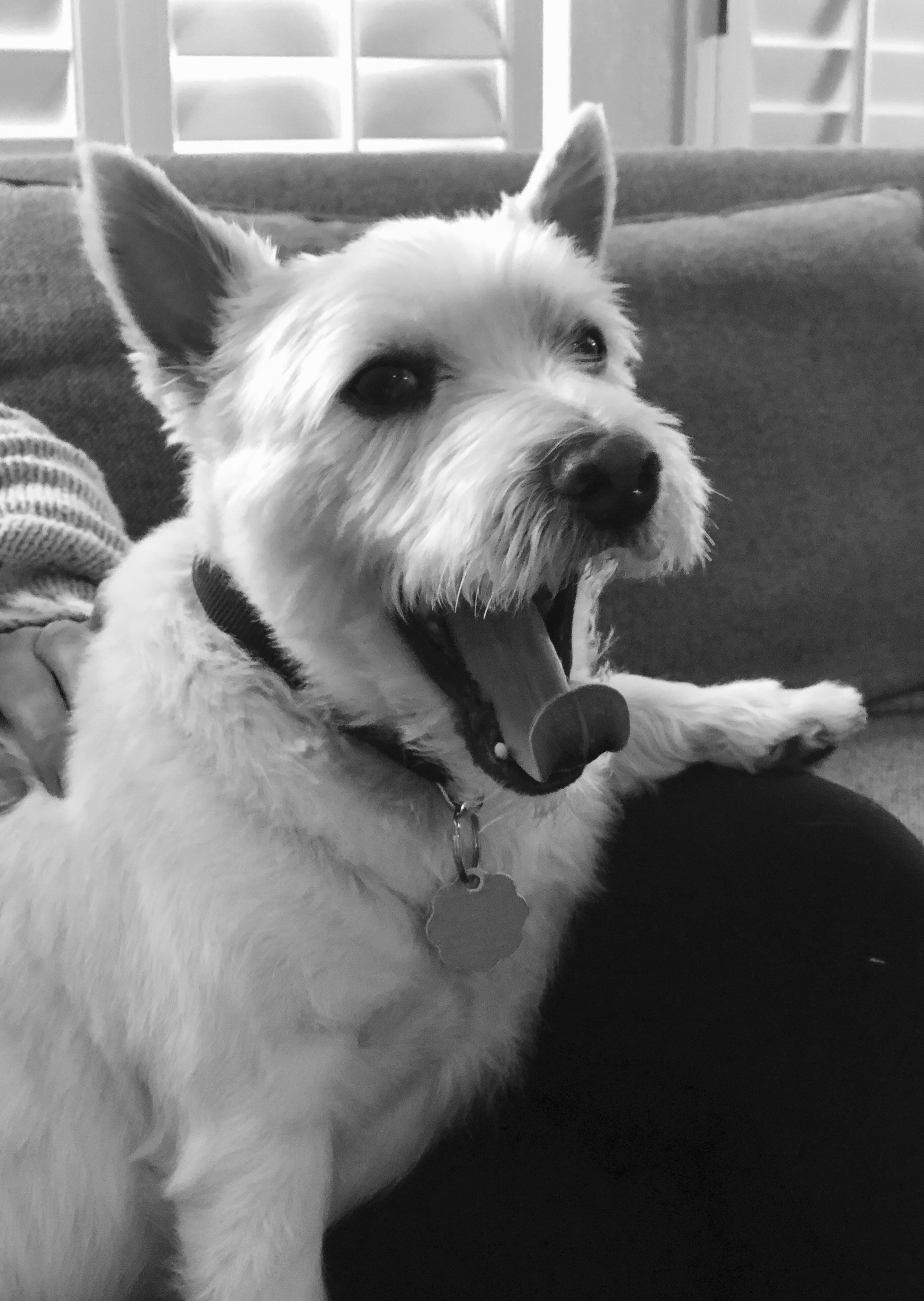 Moosh mid yawn! | Scrolller