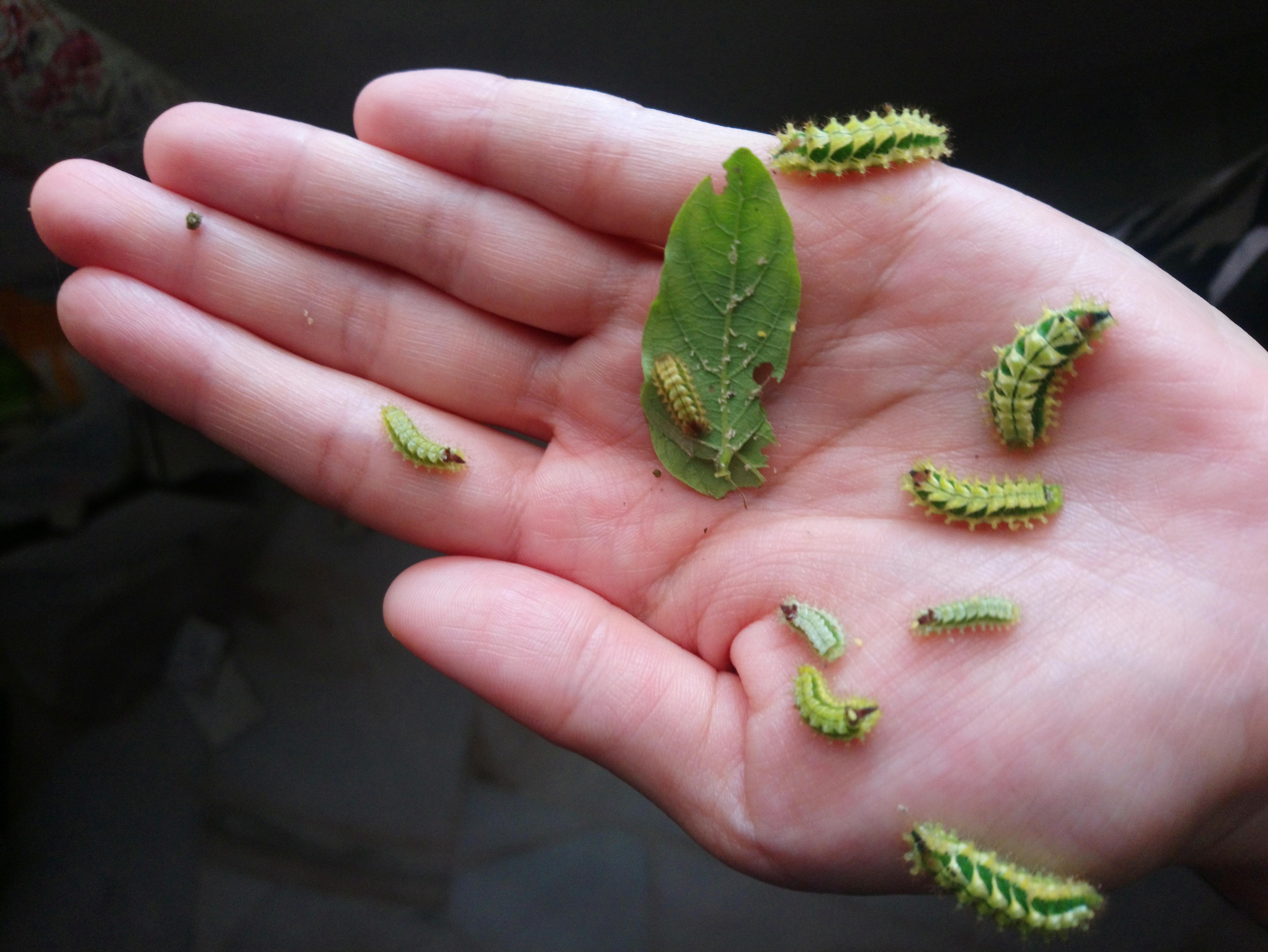 More Copper Flash (Rapala pheretima sequeira) | Scrolller