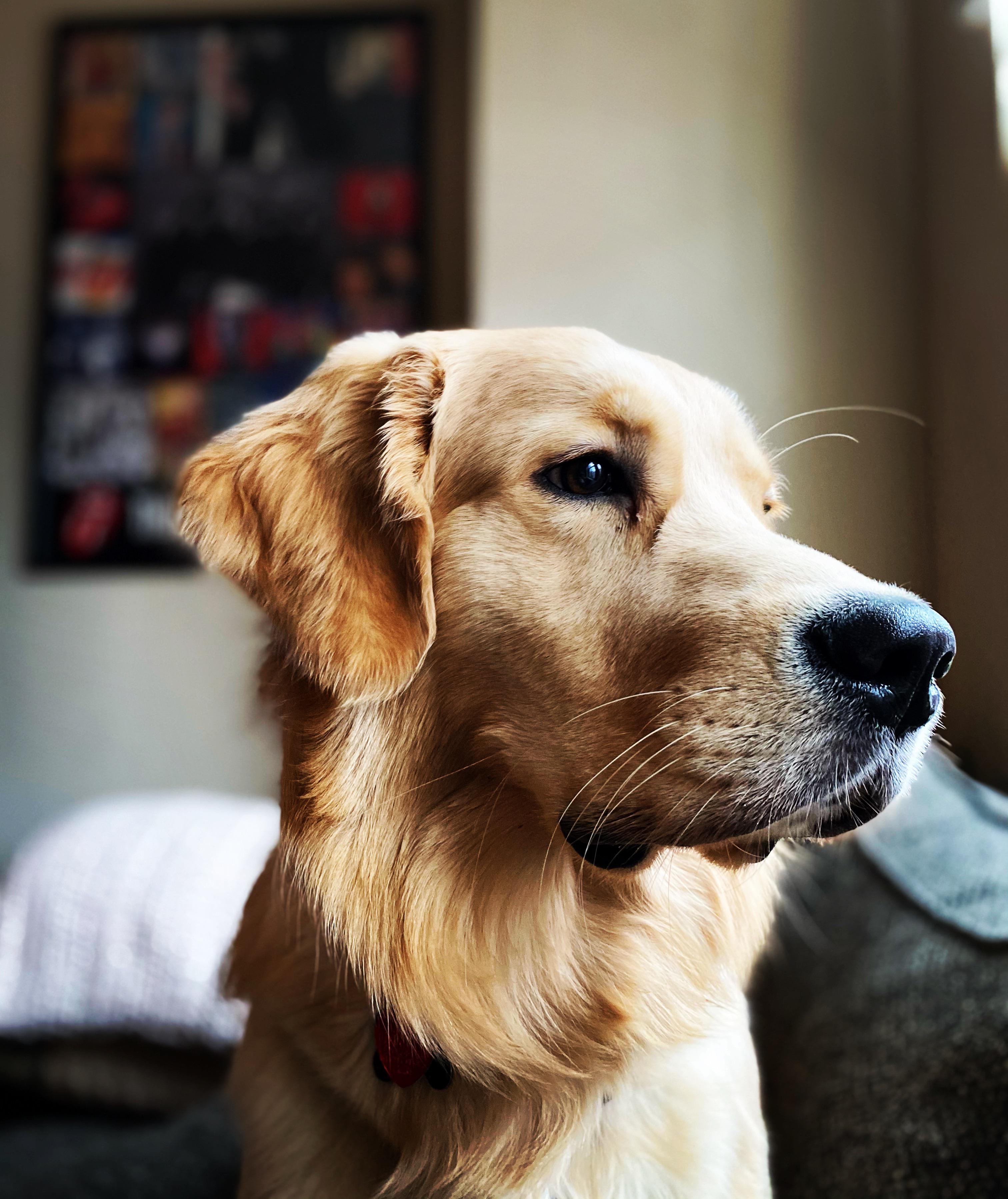 More Golden Bleach | Scrolller