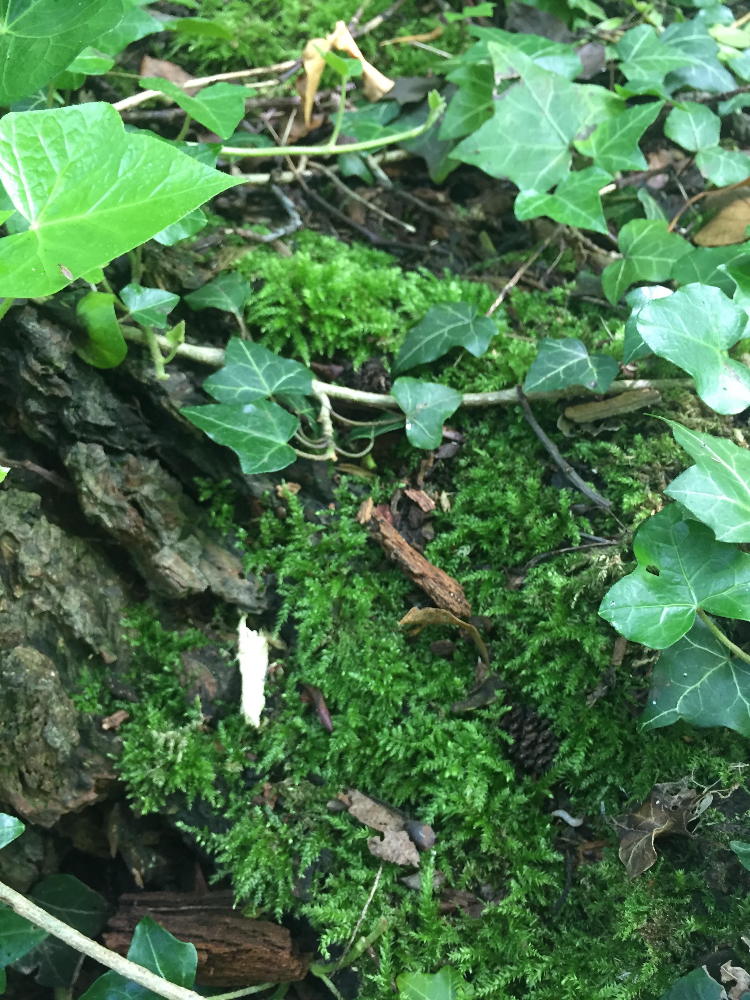 More ivy moss
