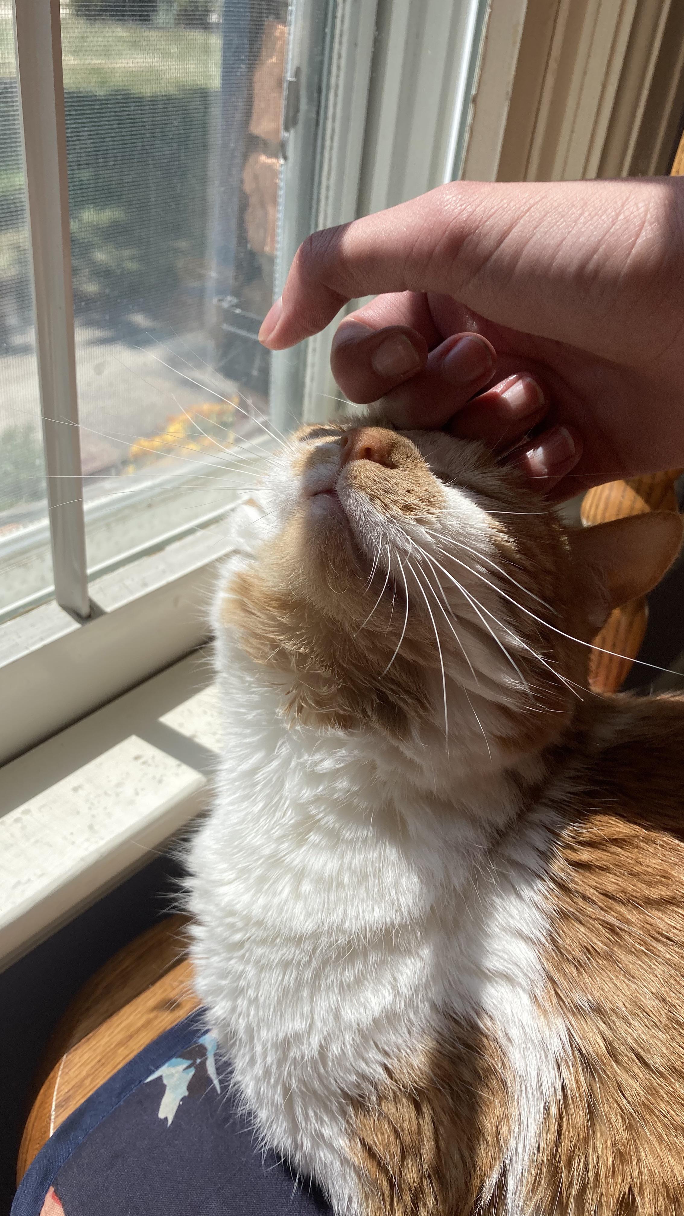 Morning nose scratches (: | Scrolller