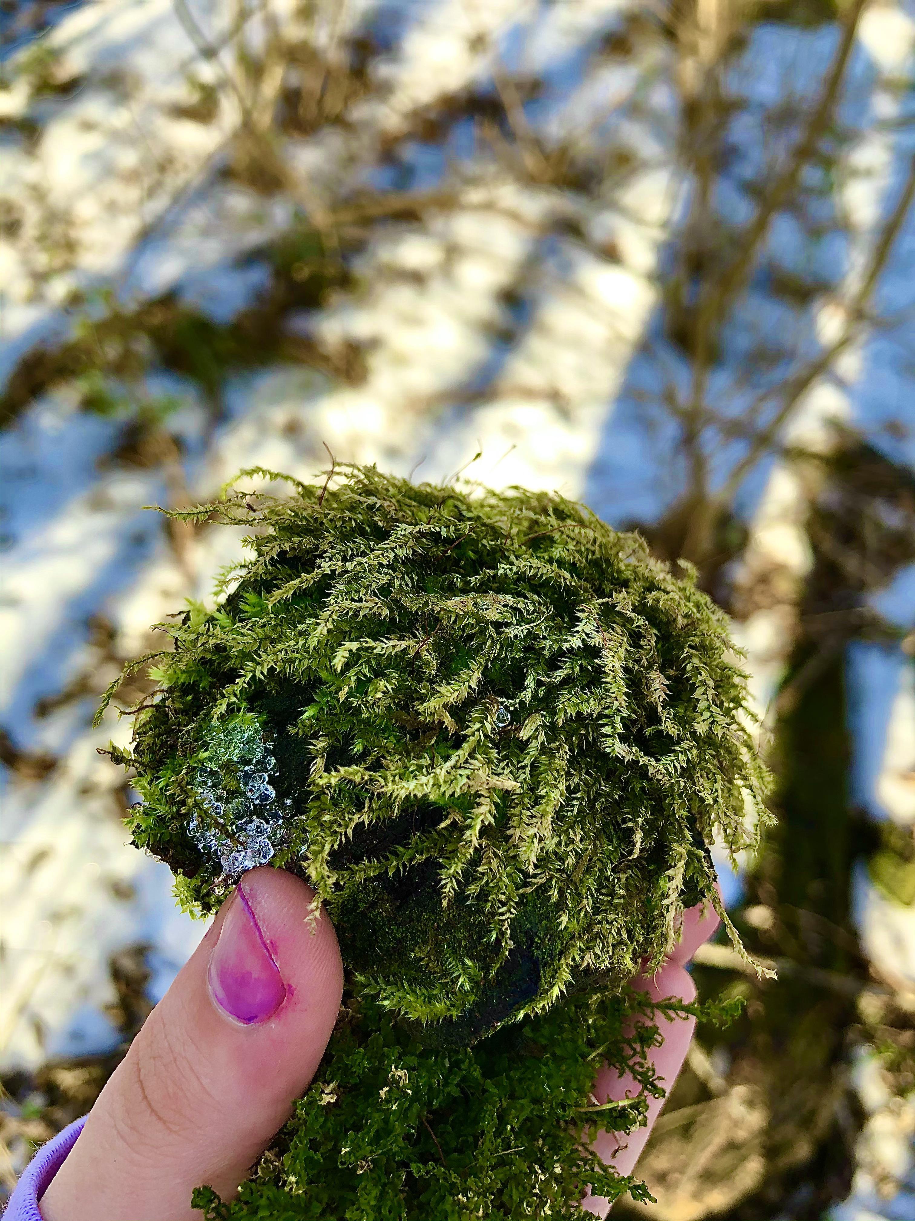 Moss rock | (• •)| | Scrolller