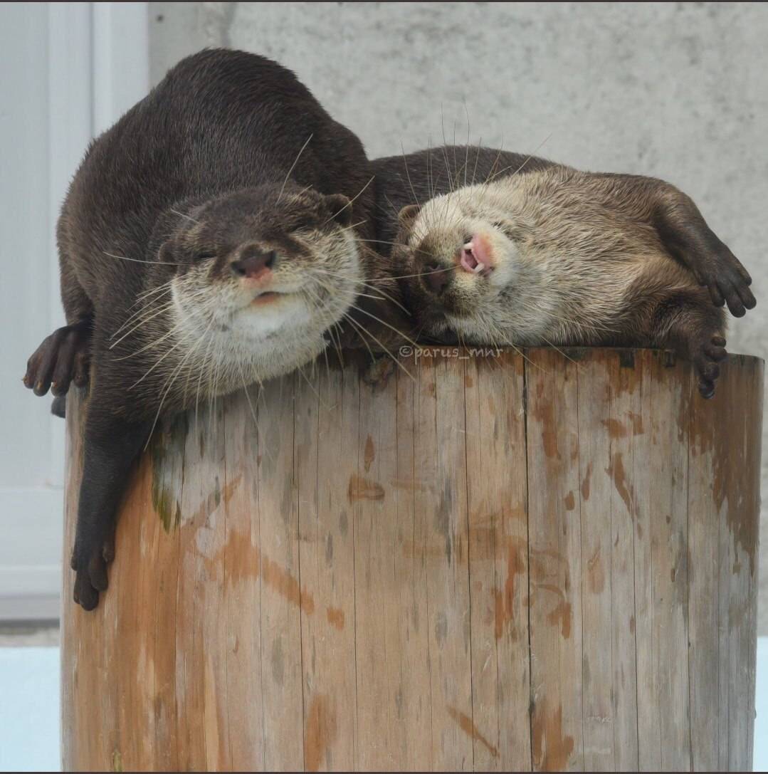 Most river otter species are monogamous and mate for life. So those cute pictures of otter ...