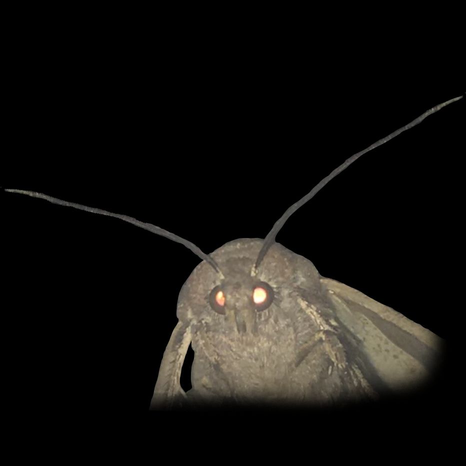 Moth | Scrolller