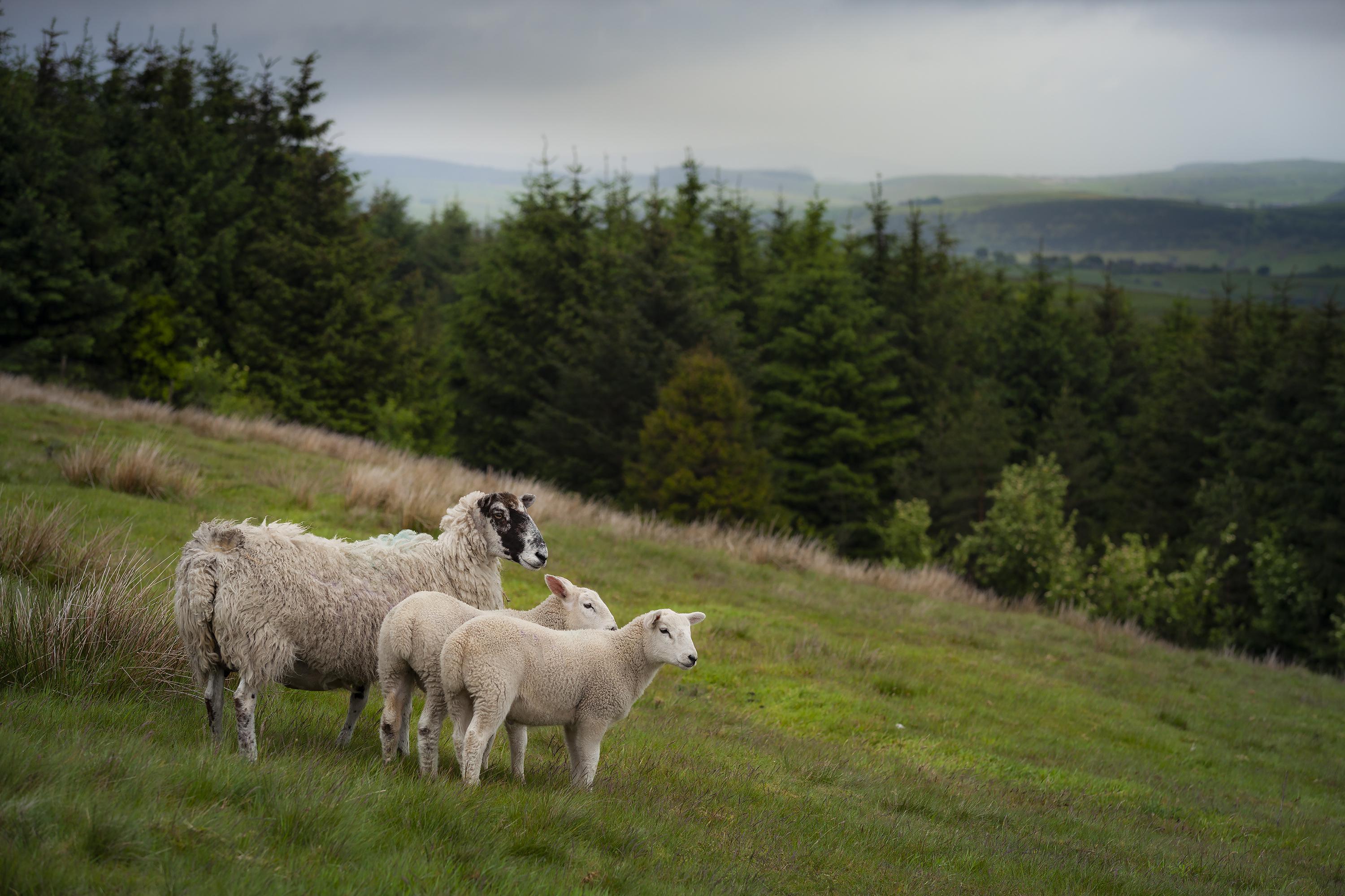 Mother sheep with lambs - high on the Roaches, Staffordshire, UK | Scrolller